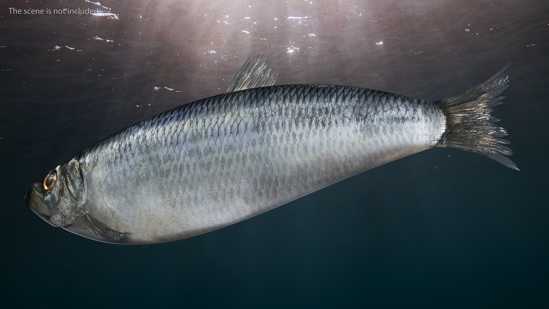 3D Model Realistic Atlantic Herring Rigged - TurboSquid 2224729