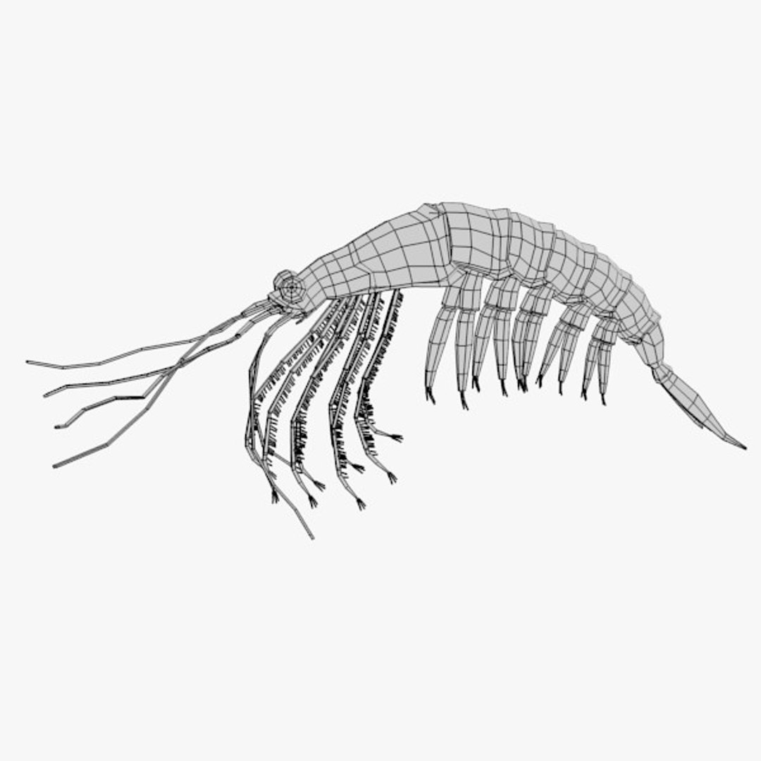 3d Model Northern Krill