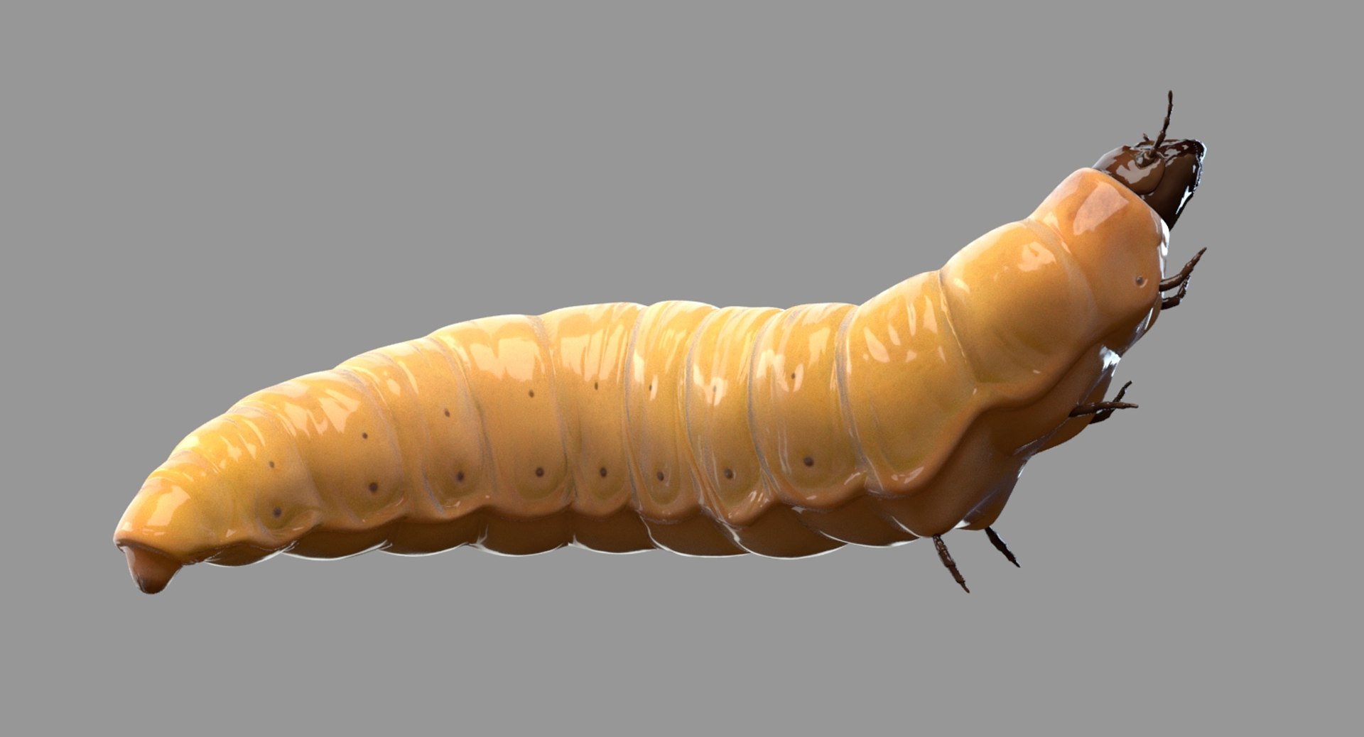 3D realistic maggot rig model - TurboSquid 1509209