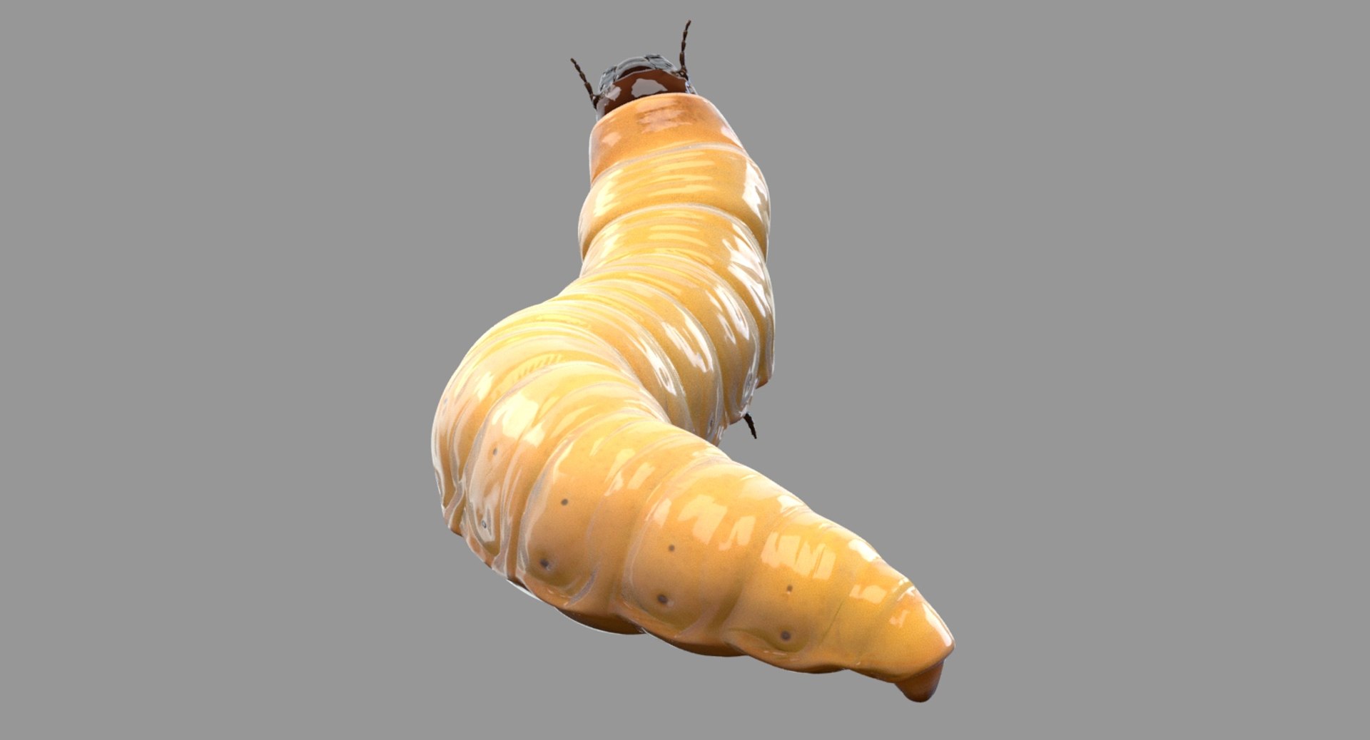 3D realistic maggot rig model - TurboSquid 1509209