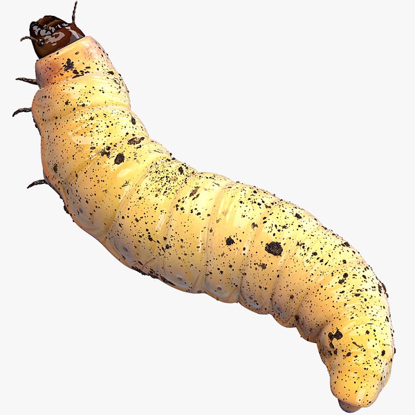 Maggot (Rigged) 3D 모델 - TurboSquid 1509209