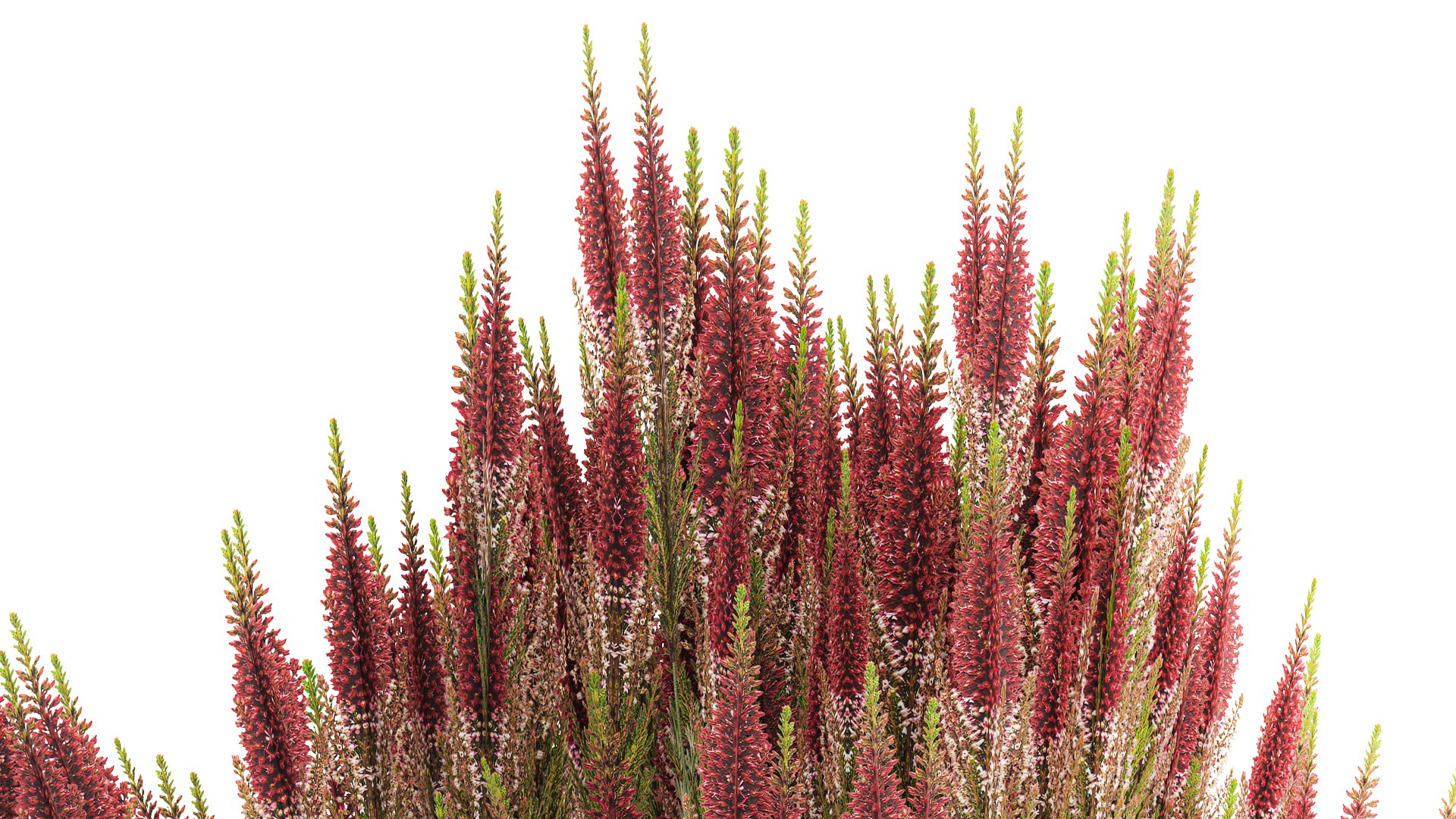 Beautiful Bouquet Of Wildflowers Calluna Heather Vase 3D Model ...