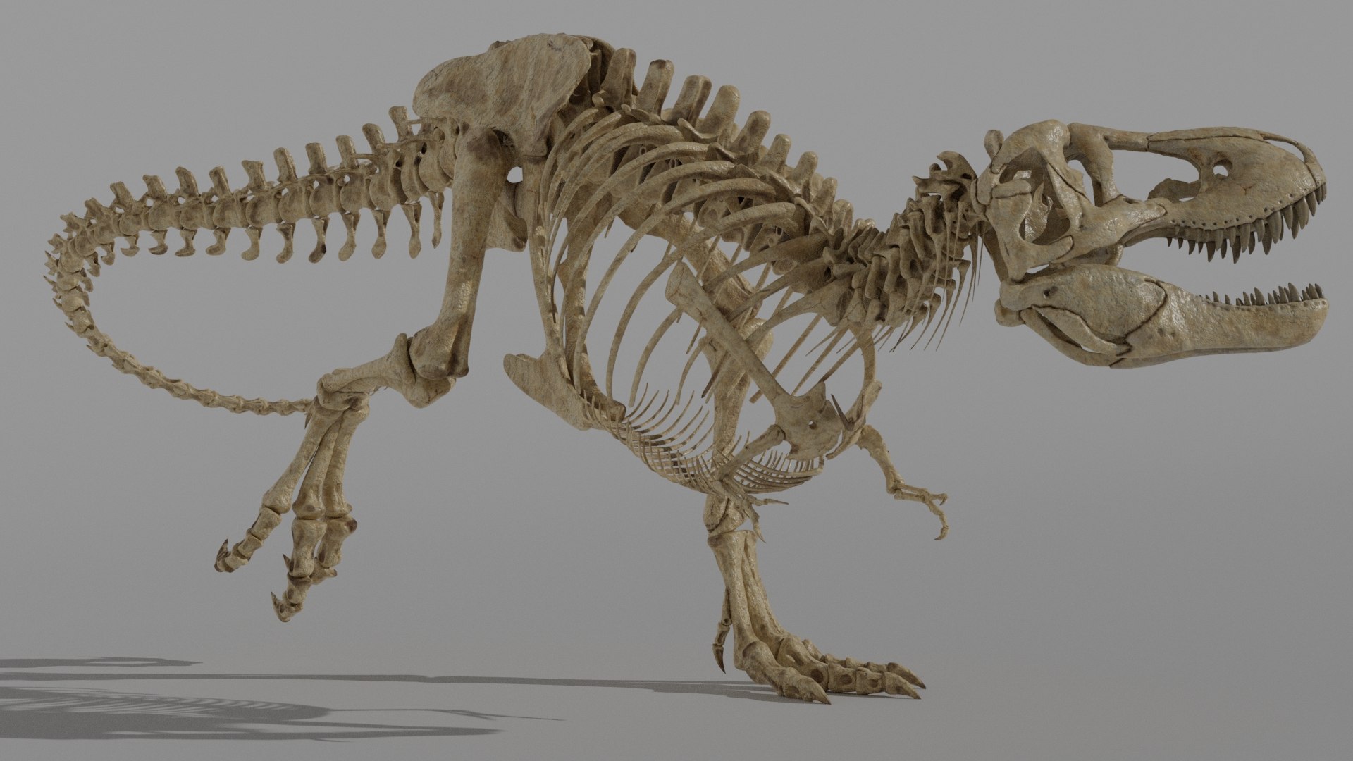 Tyrannosaurus Rex Fossil 3D Model - TurboSquid 1890791