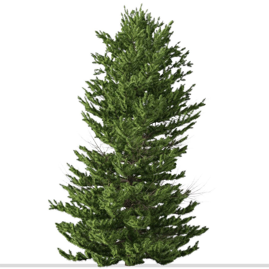 3D Red Spruce Or Picea Rubens Tree - TurboSquid 1987496