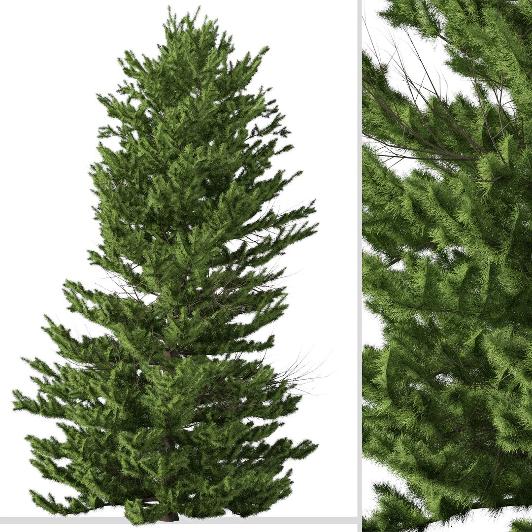3D Red Spruce Or Picea Rubens Tree - TurboSquid 1987496
