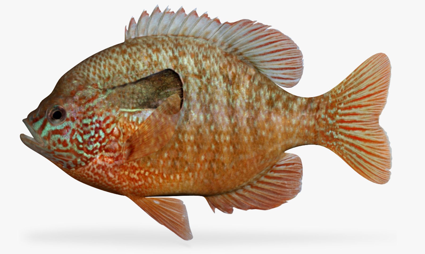 Lepomis megalotis longear sunfish 3D model - TurboSquid 1259519
