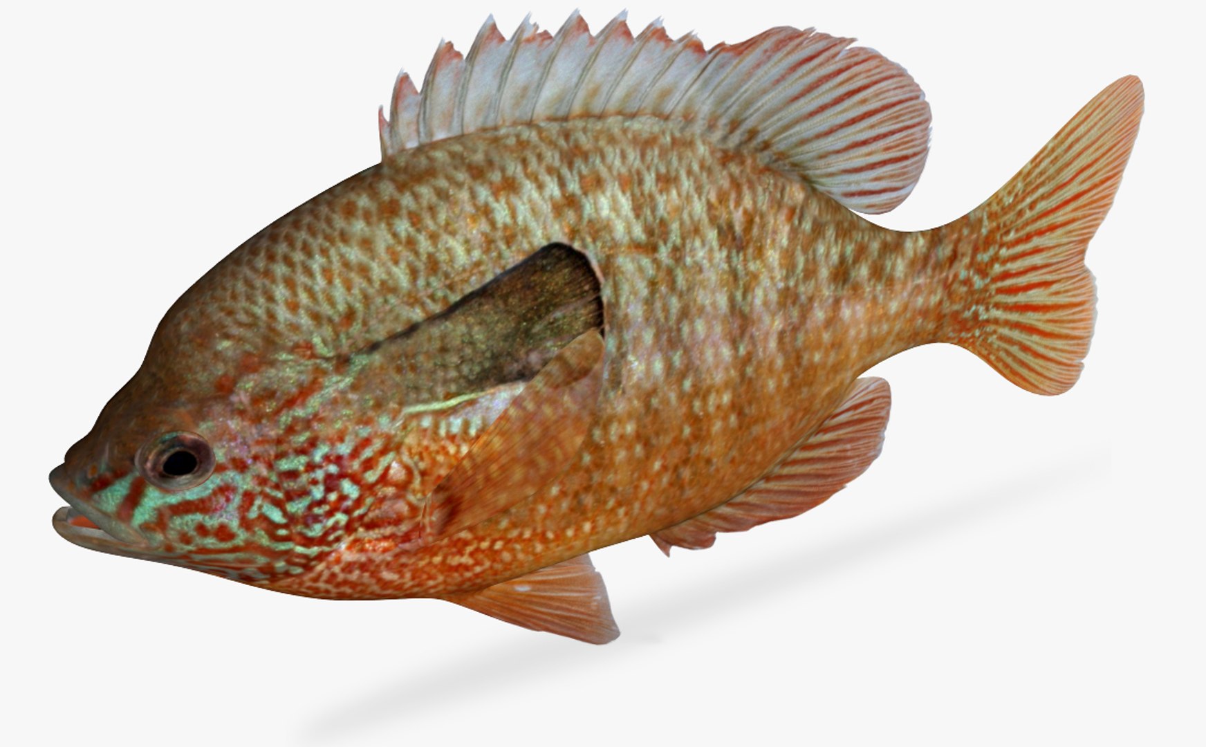 Lepomis megalotis longear sunfish 3D model - TurboSquid 1259519