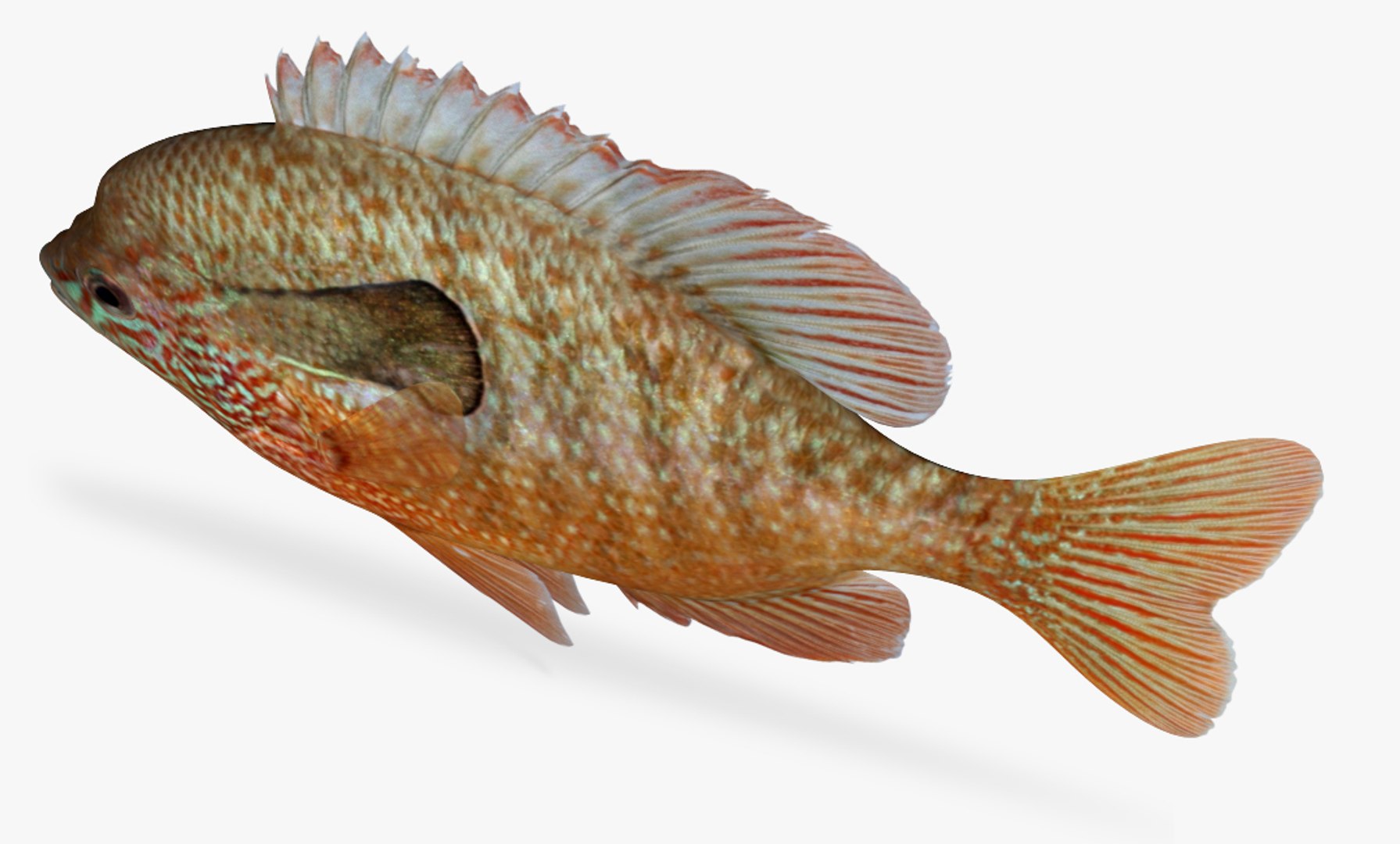 Lepomis megalotis longear sunfish 3D model - TurboSquid 1259519