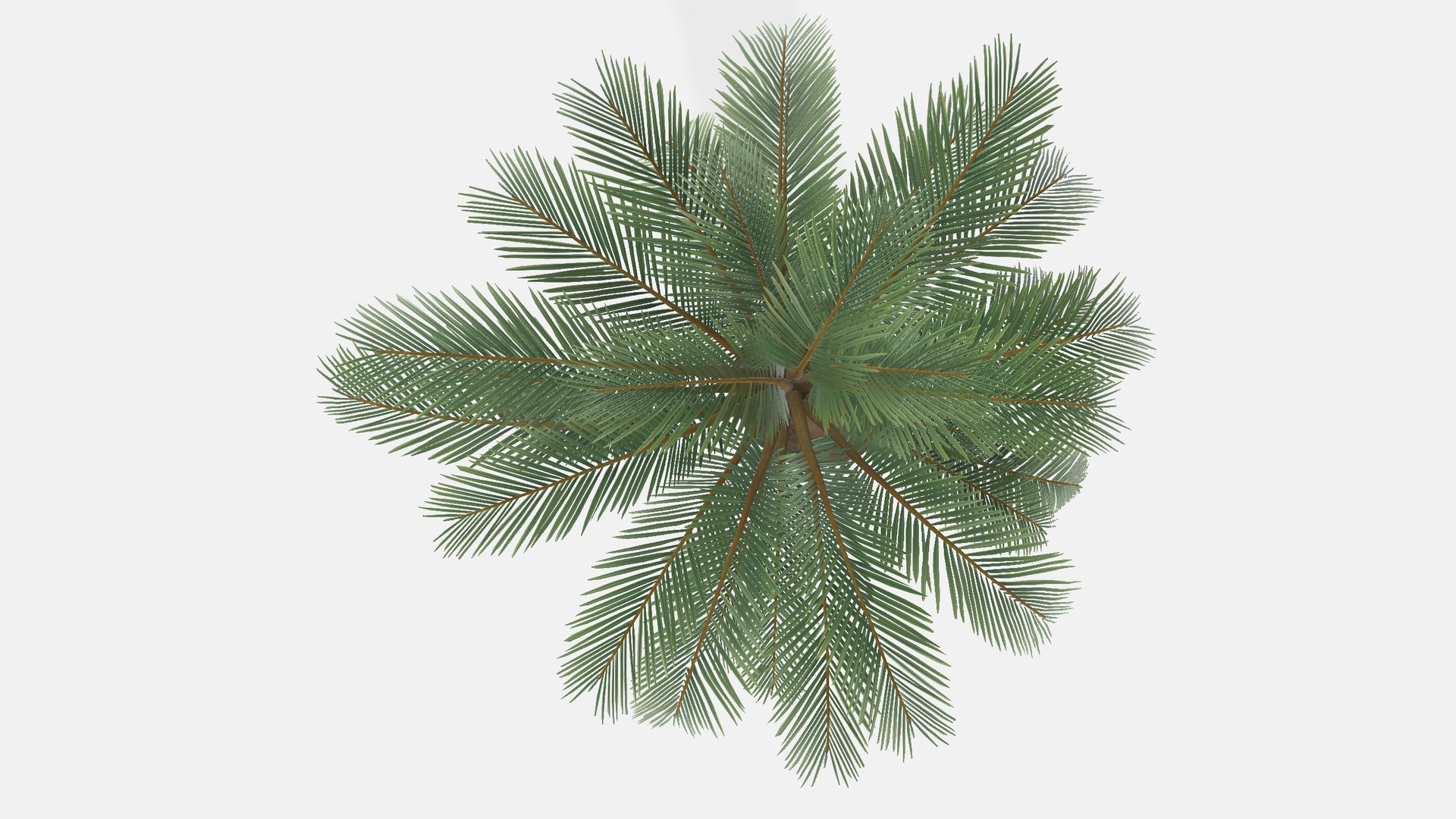 3D Palm Tree - TurboSquid 2330408