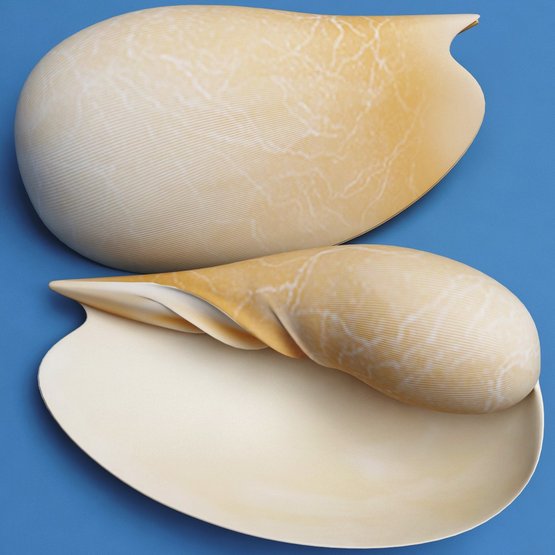 3d Model Seashell Melo