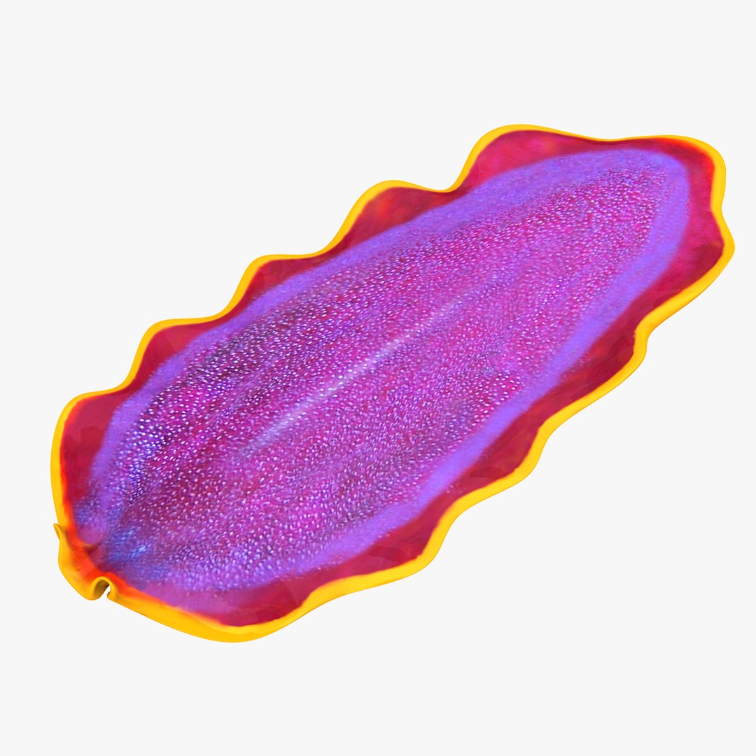 3D Fuchsia Flatworm - Pseudoceros ferrugineus - TurboSquid 1856226