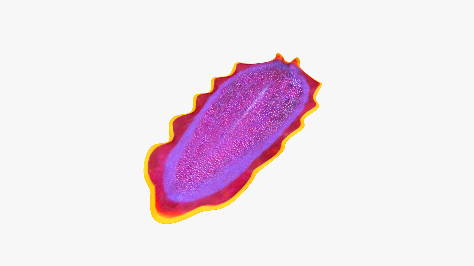 3D Fuchsia Flatworm - Pseudoceros ferrugineus - TurboSquid 1856226