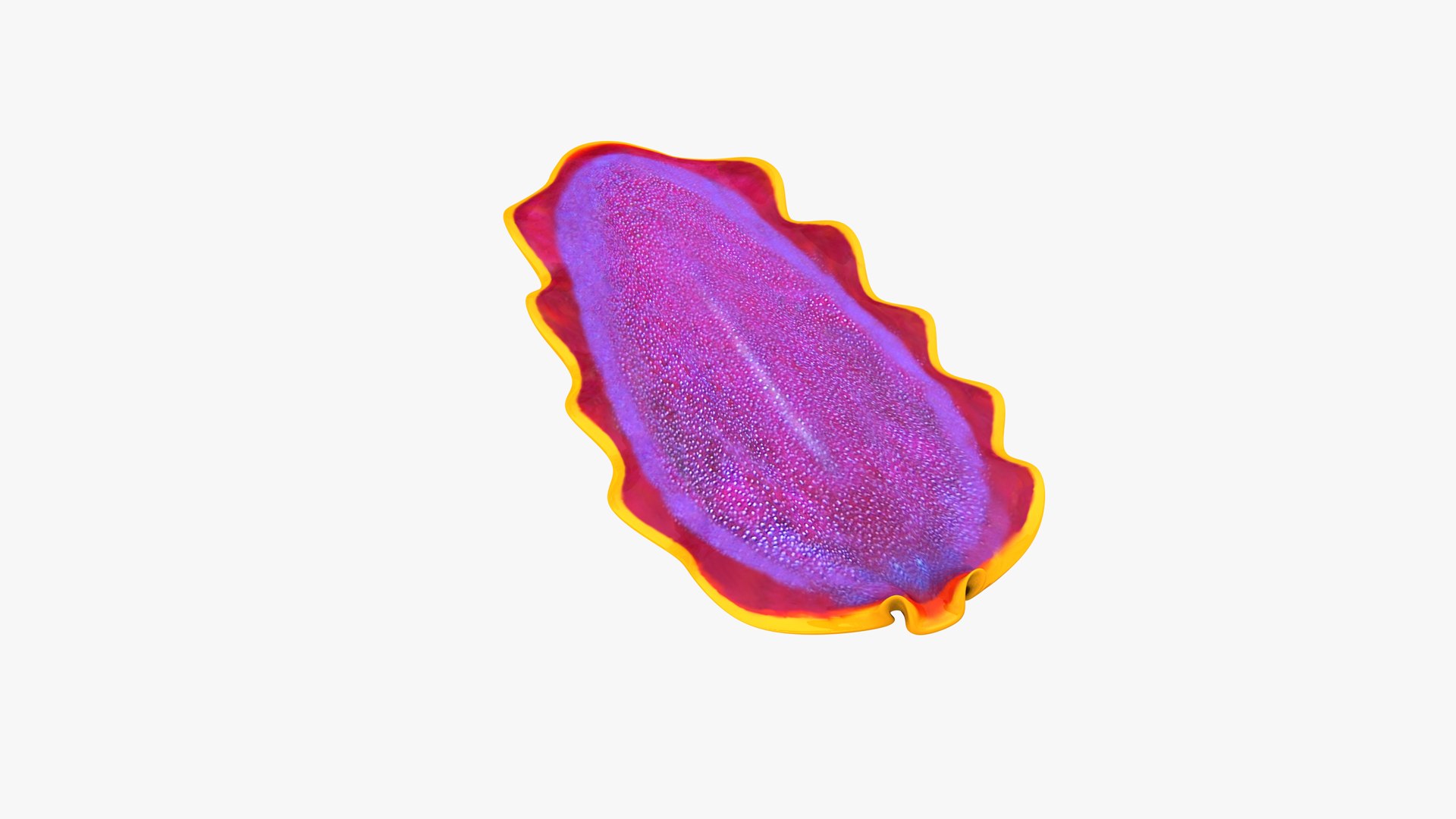 3D Fuchsia Flatworm - Pseudoceros ferrugineus - TurboSquid 1856226
