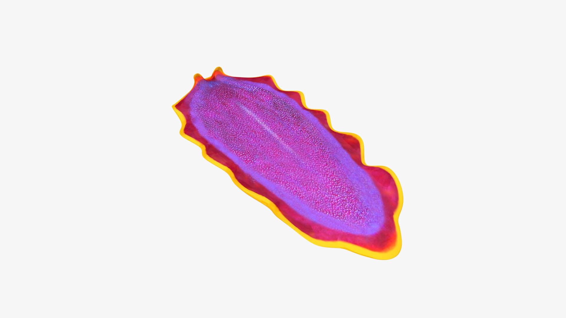 3D Fuchsia Flatworm - Pseudoceros ferrugineus - TurboSquid 1856226
