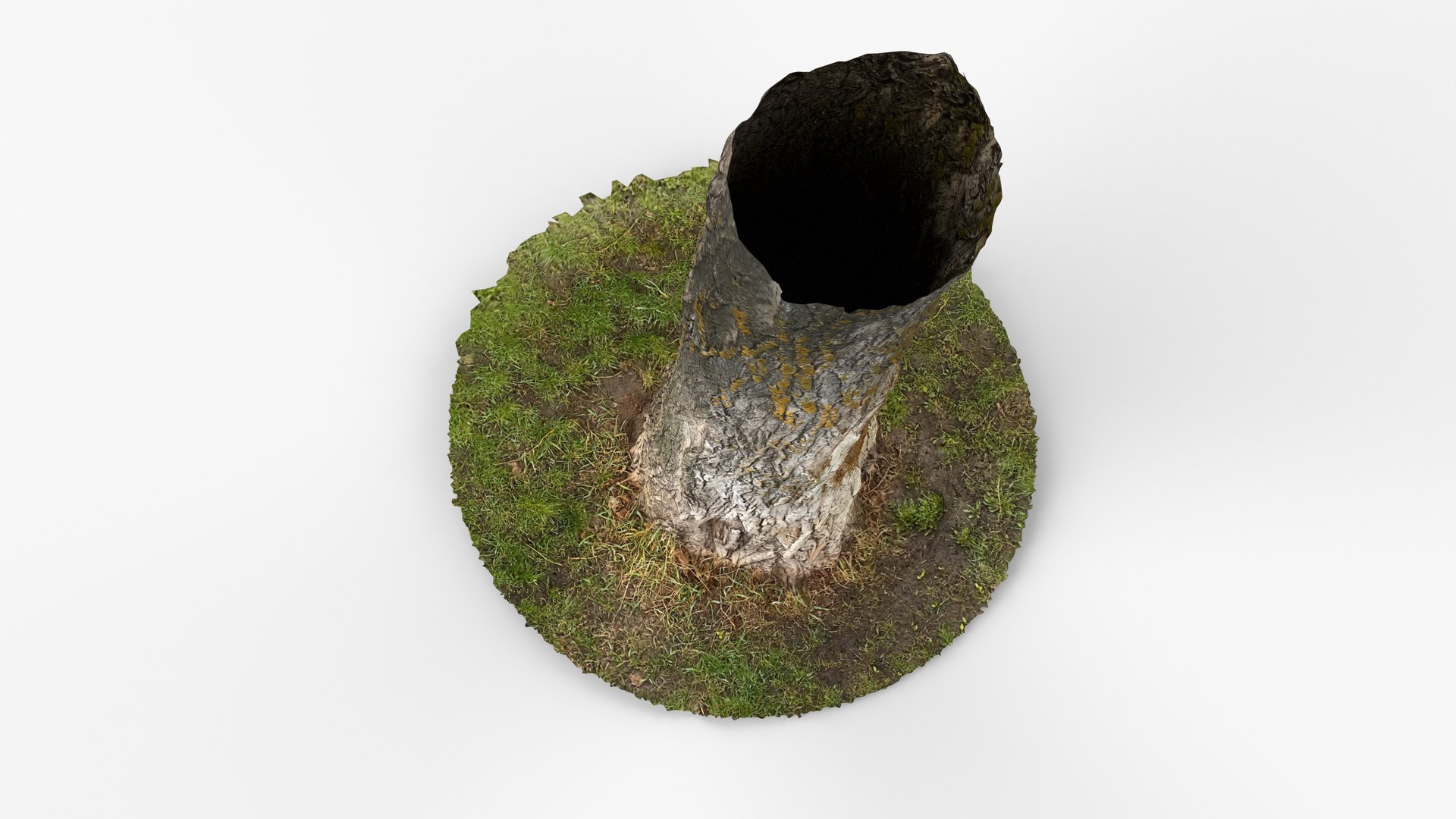 Photorealistic 3D Scan Of Tree Trunk Model - TurboSquid 2387389