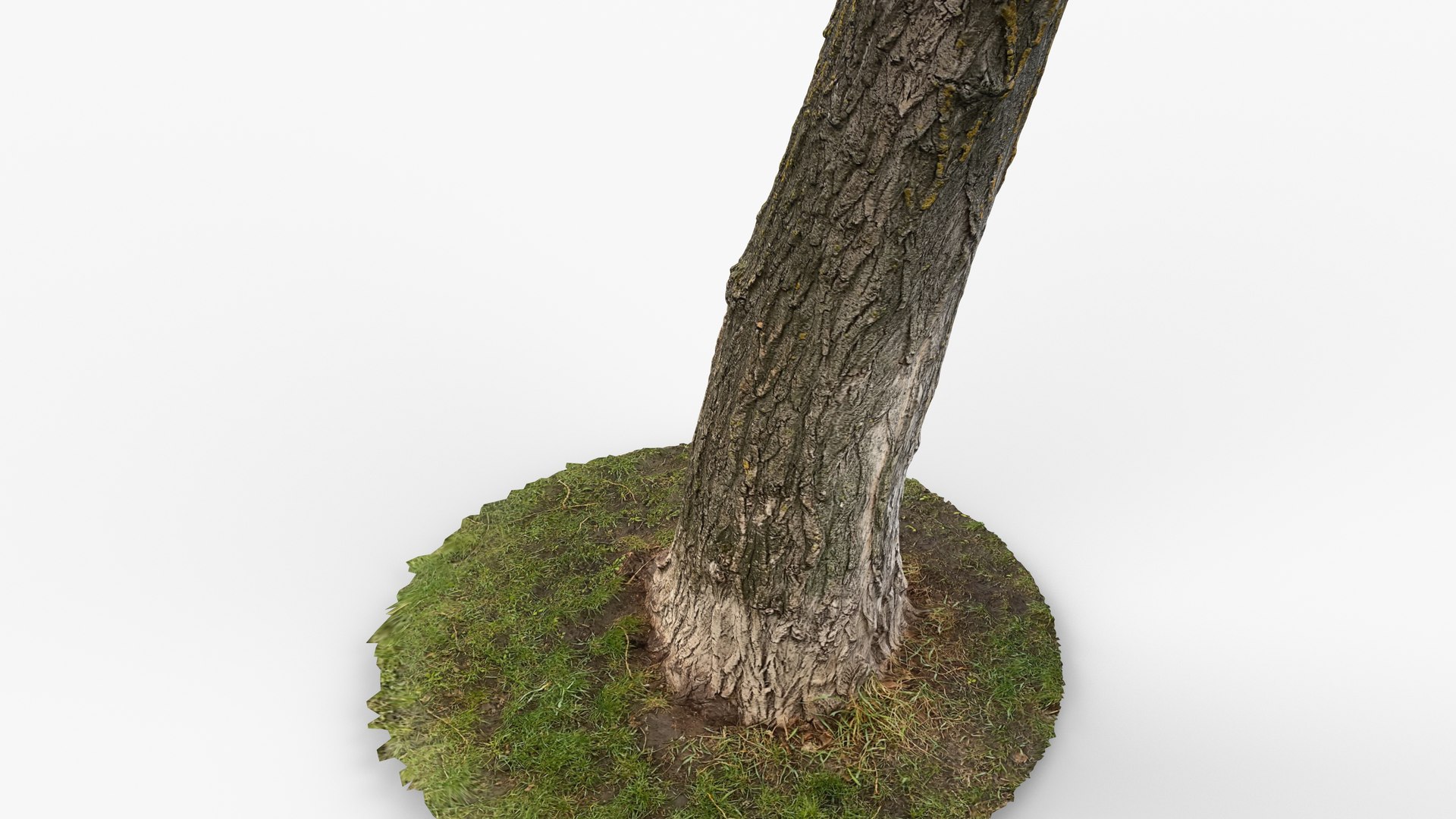 Photorealistic 3D Scan Of Tree Trunk Model - TurboSquid 2387389