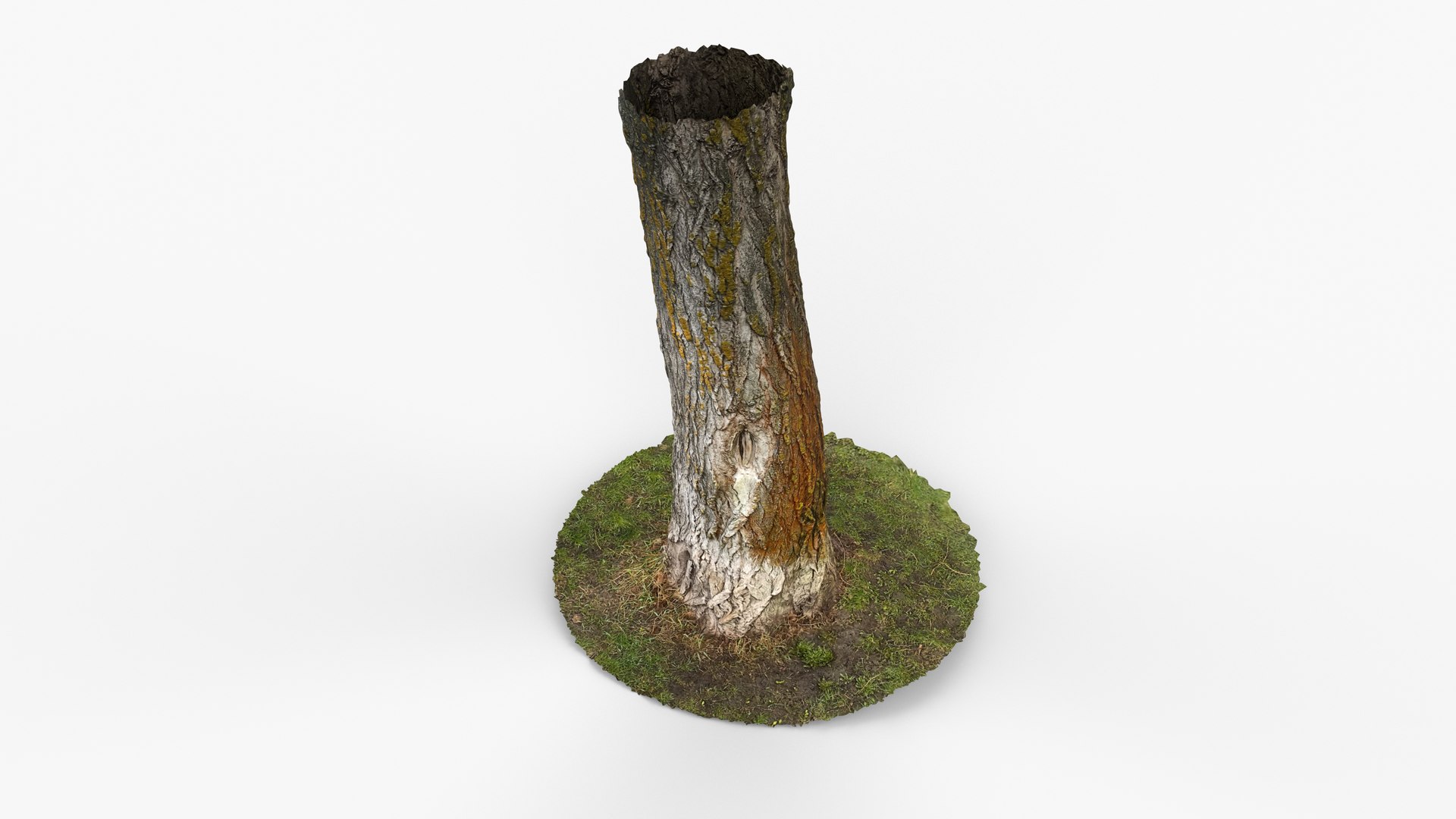 Photorealistic 3D Scan Of Tree Trunk Model - TurboSquid 2387389