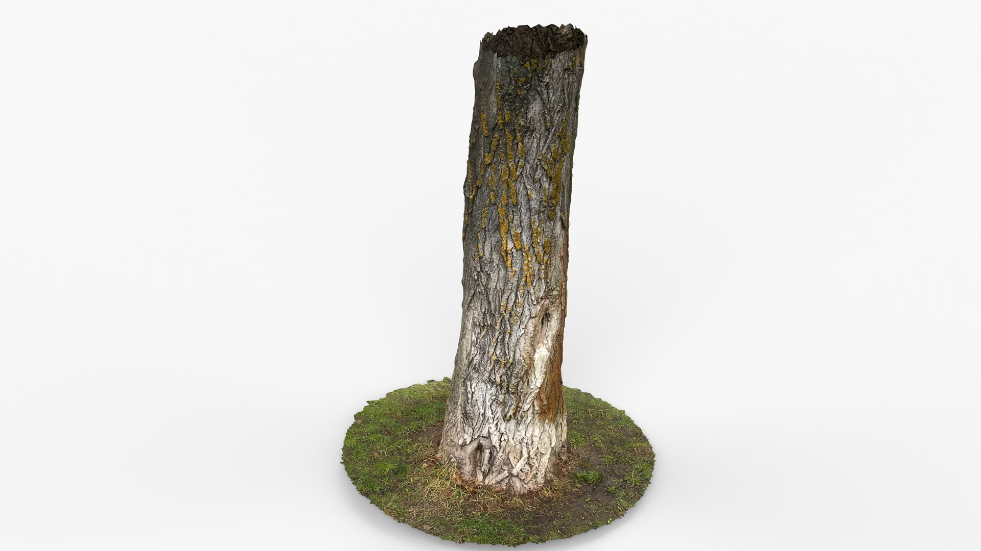 Photorealistic 3D Scan Of Tree Trunk Model - TurboSquid 2387389