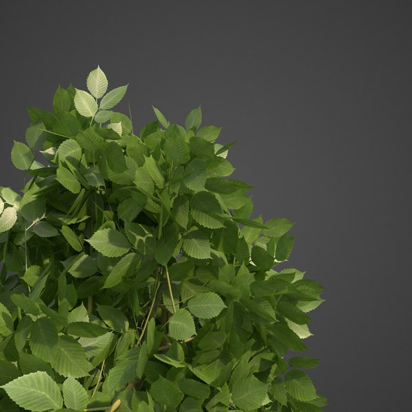 Free Blender Tree Models | TurboSquid