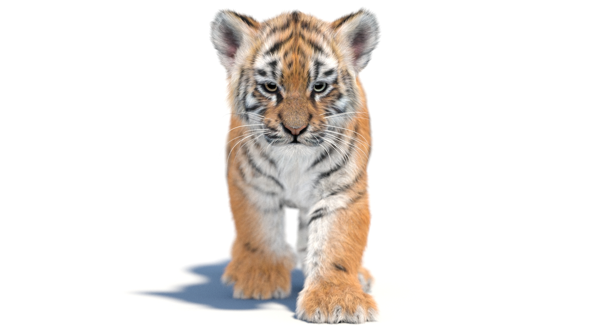 Animated Tiger Cub 3D Model With Groomed Hair 3D - TurboSquid 2336577