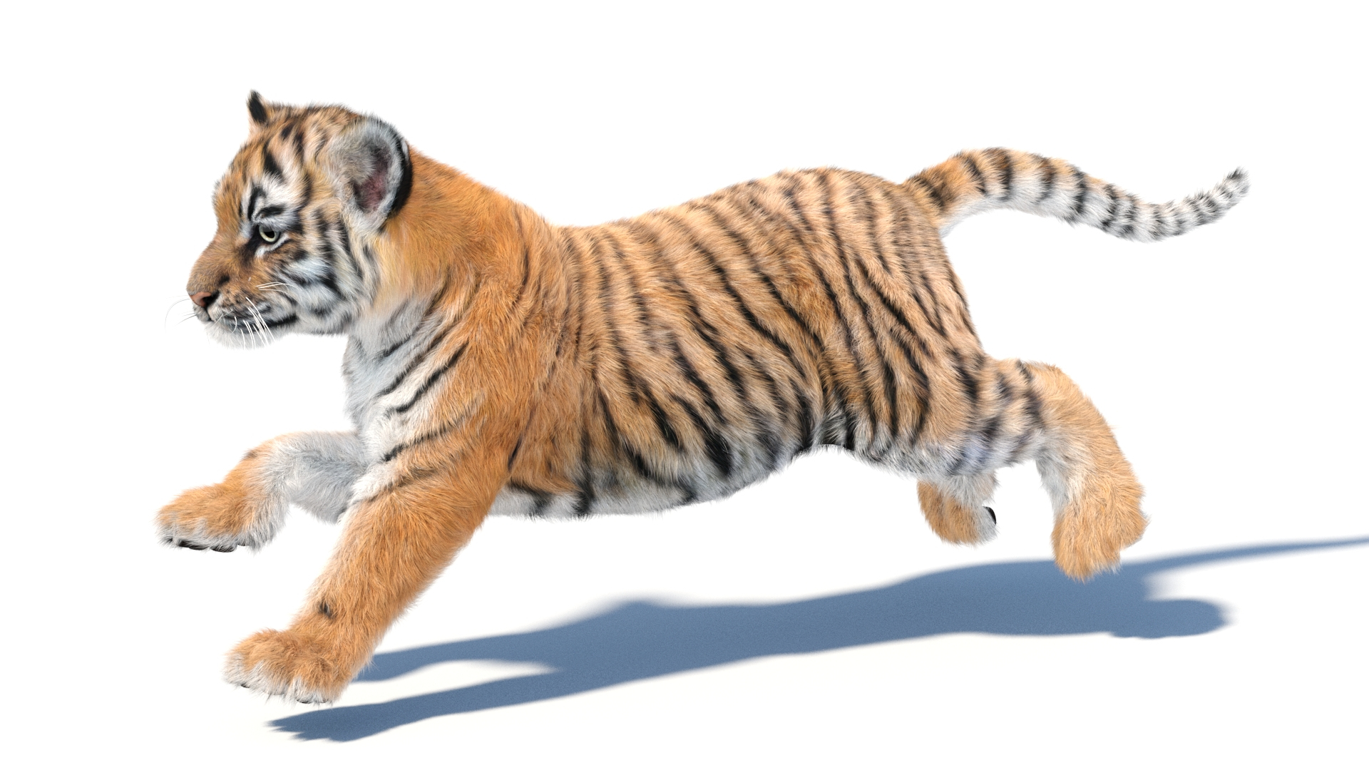 Animated Tiger Cub 3D Model With Groomed Hair 3D - TurboSquid 2336577