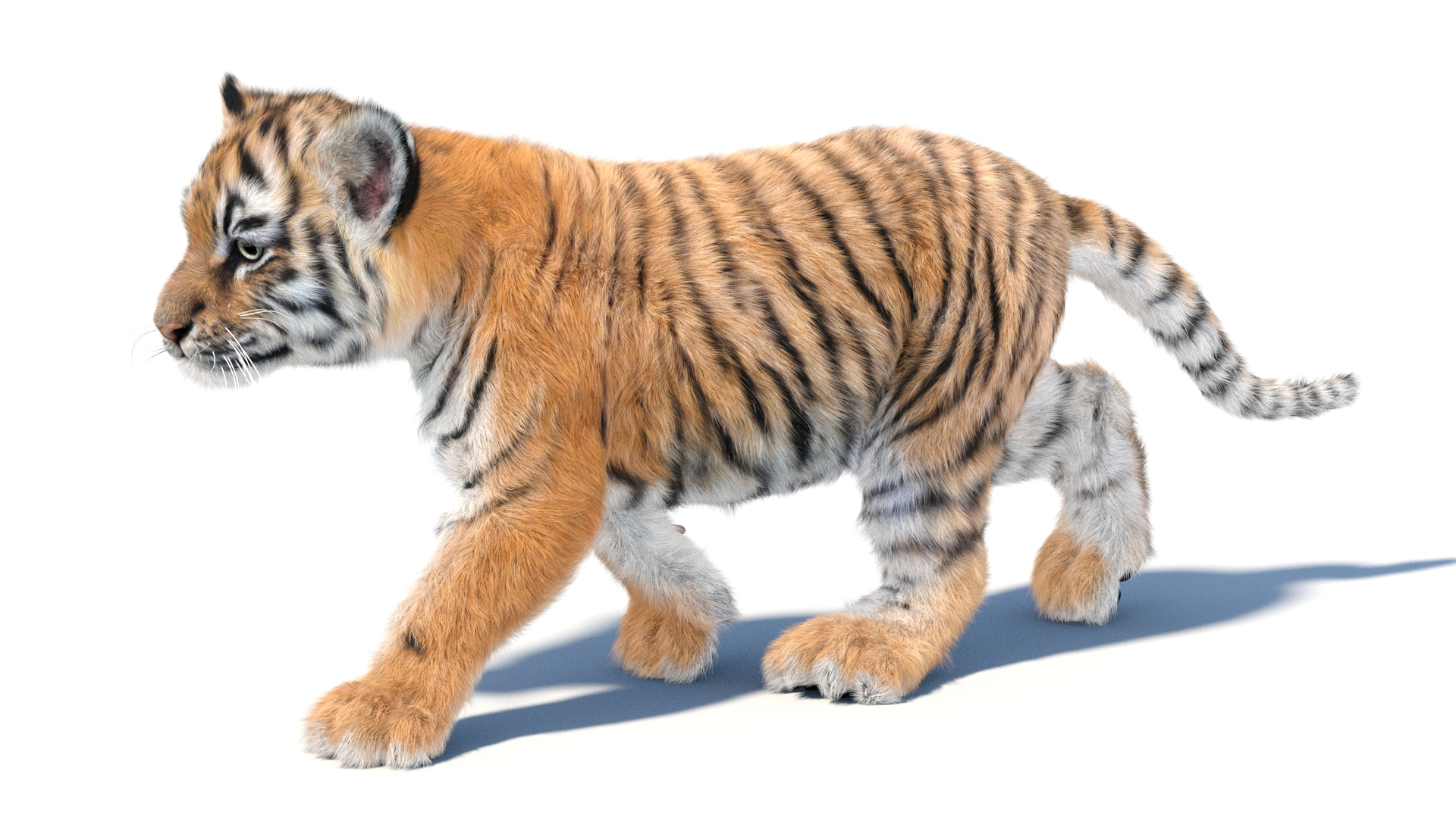 Animated Tiger Cub 3D Model With Groomed Hair 3D - TurboSquid 2336577