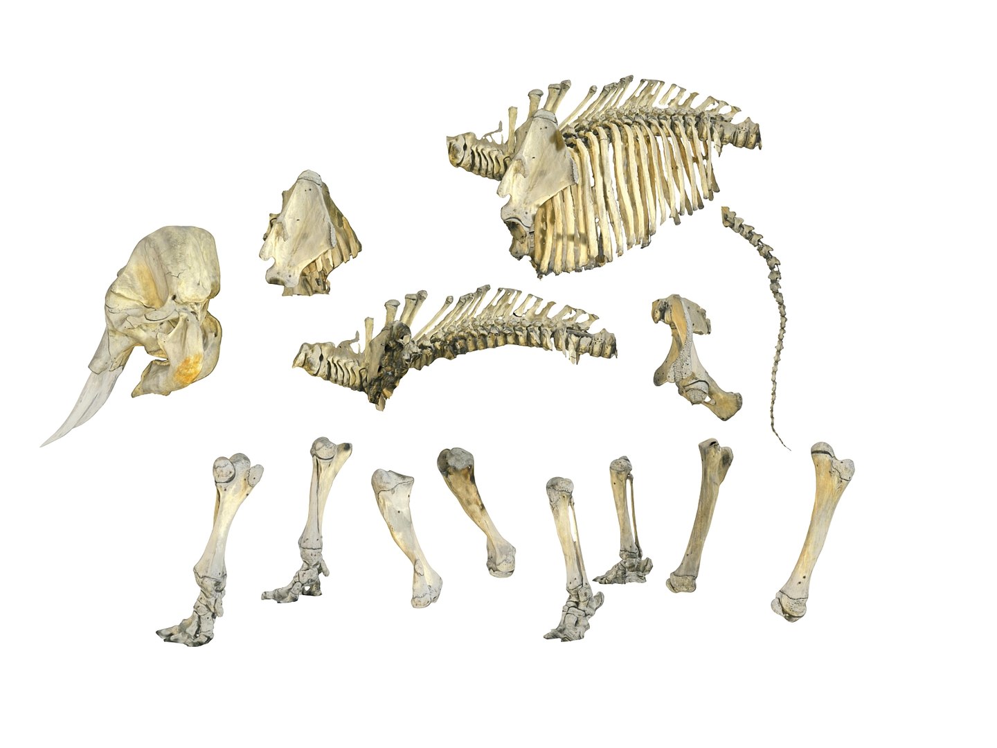 Real Bones Pack 3D Model - TurboSquid 1571890