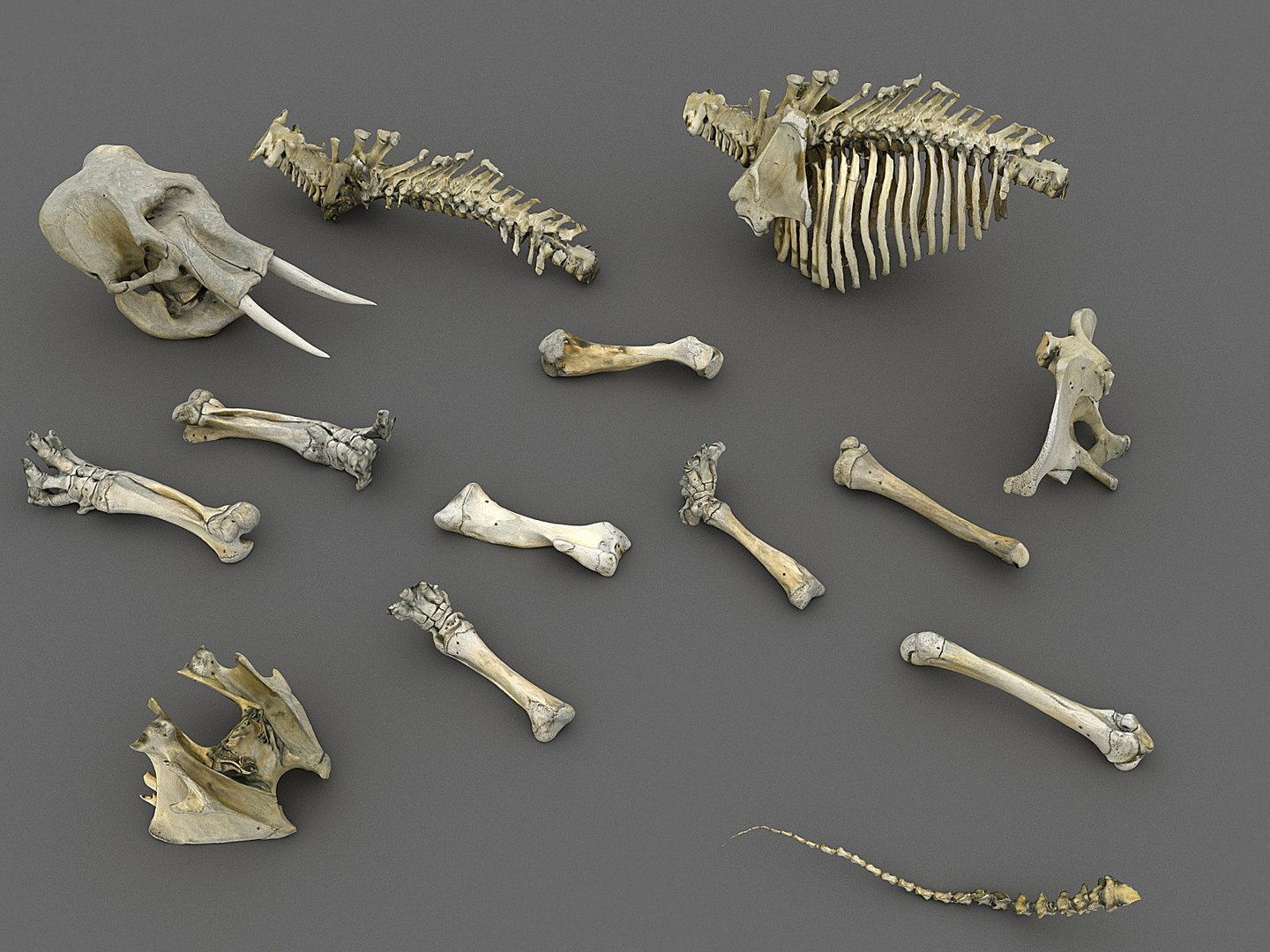 Real Bones Pack 3D Model - TurboSquid 1571890