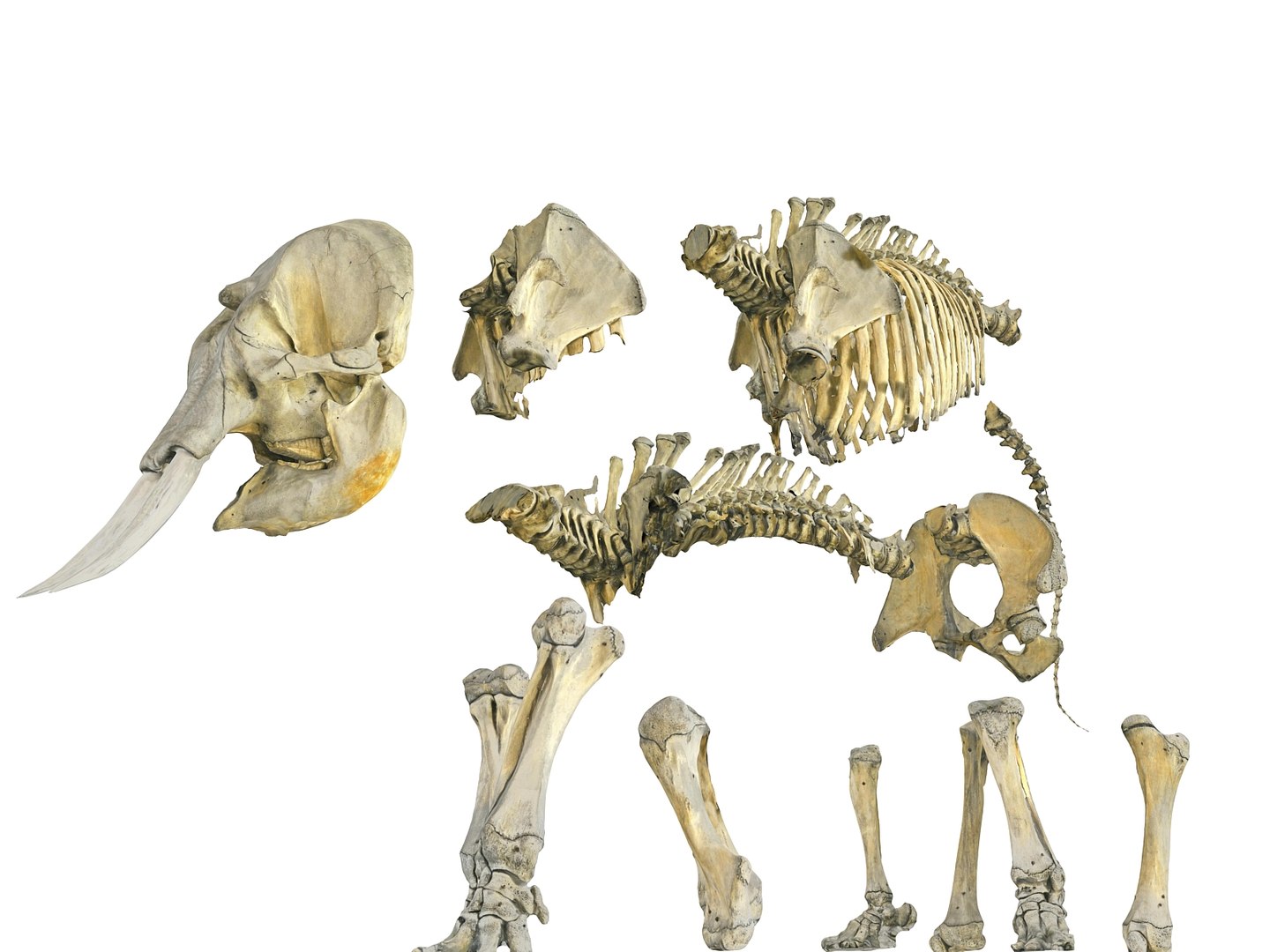 Real Bones Pack 3D Model - TurboSquid 1571890