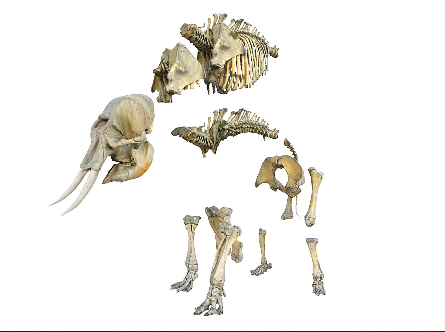 Real Bones Pack 3D Model - TurboSquid 1571890