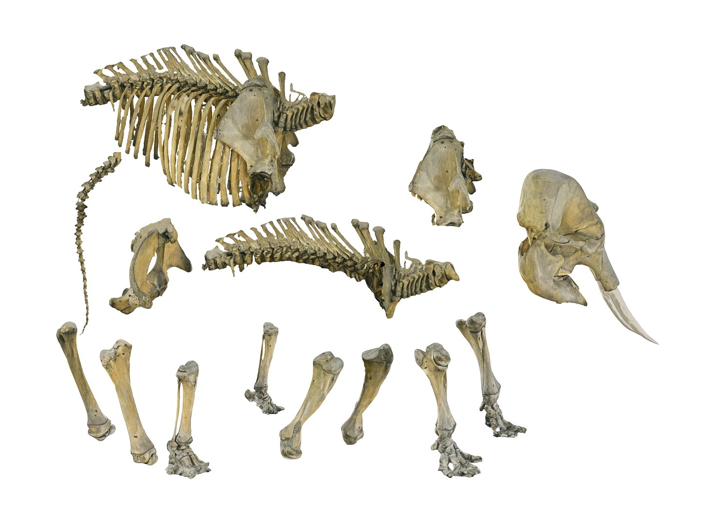 Real Bones Pack 3D Model - TurboSquid 1571890