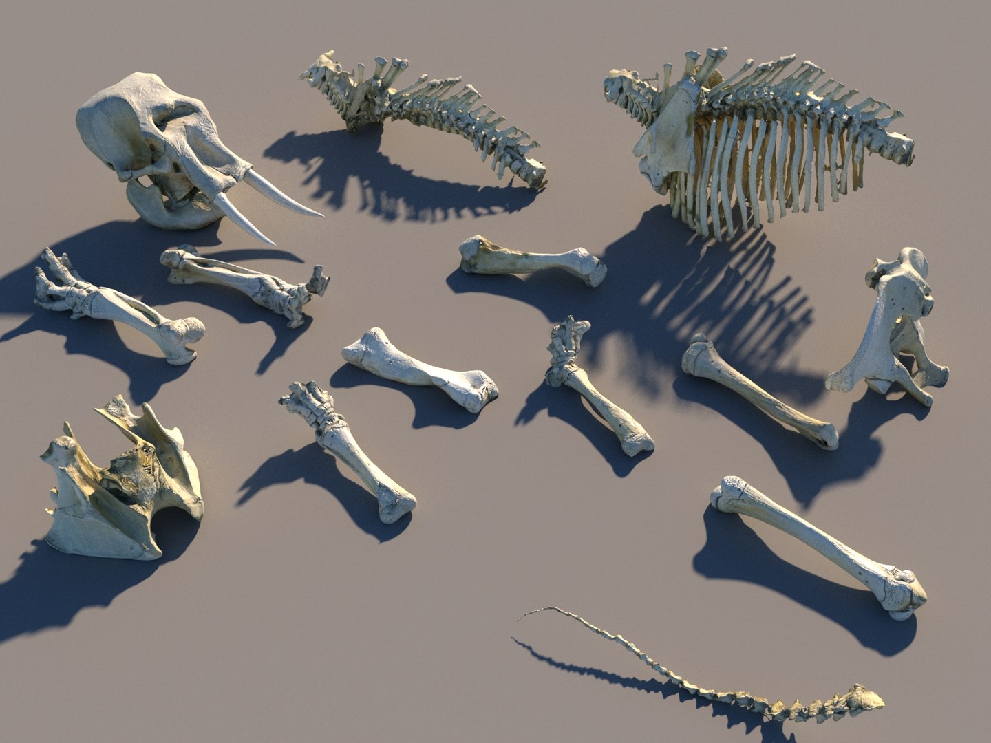 Real Bones Pack 3D Model - TurboSquid 1571890