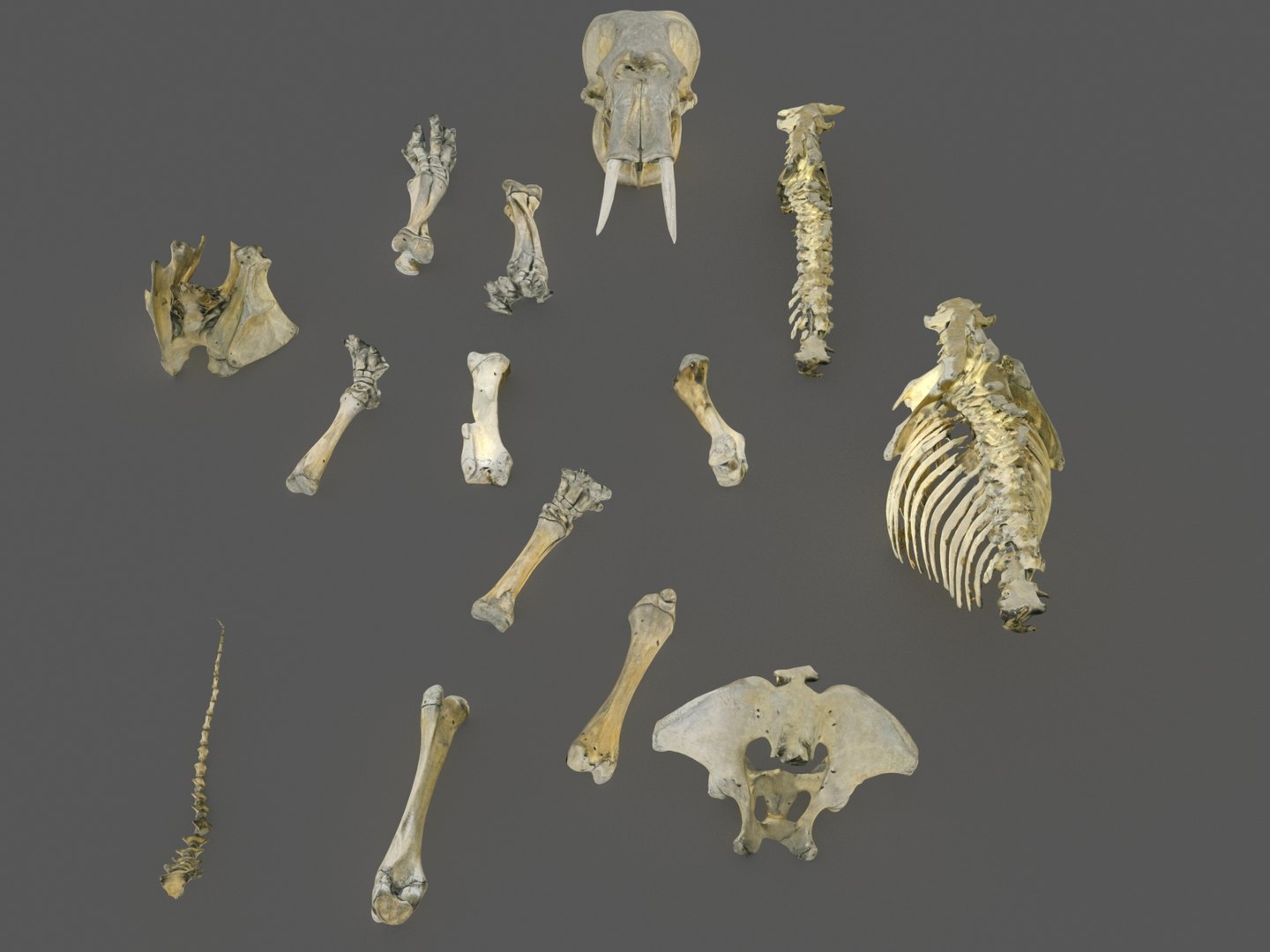 Real Bones Pack 3D Model - TurboSquid 1571890