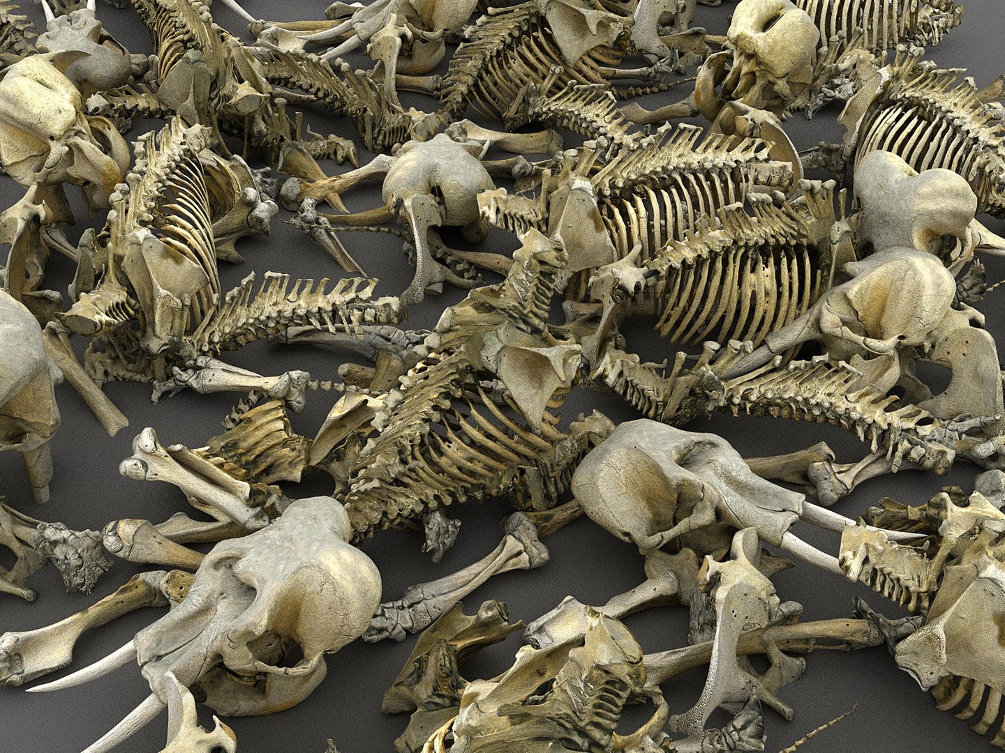 Real Bones Pack 3D Model - TurboSquid 1571890
