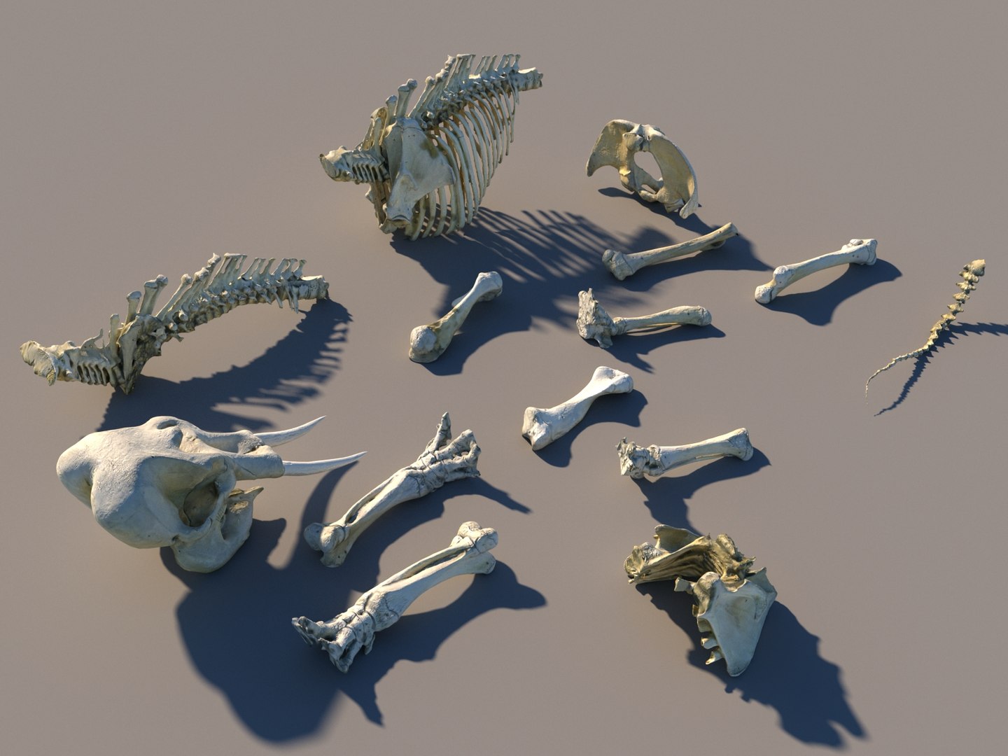 Real Bones Pack 3D Model - TurboSquid 1571890