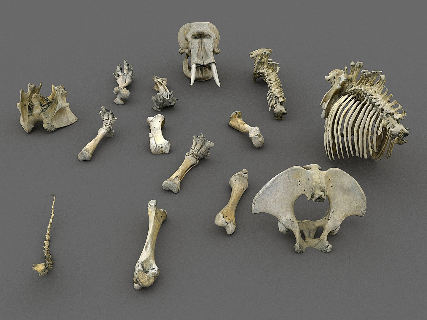 Real Bones Pack 3D Model - TurboSquid 1571890