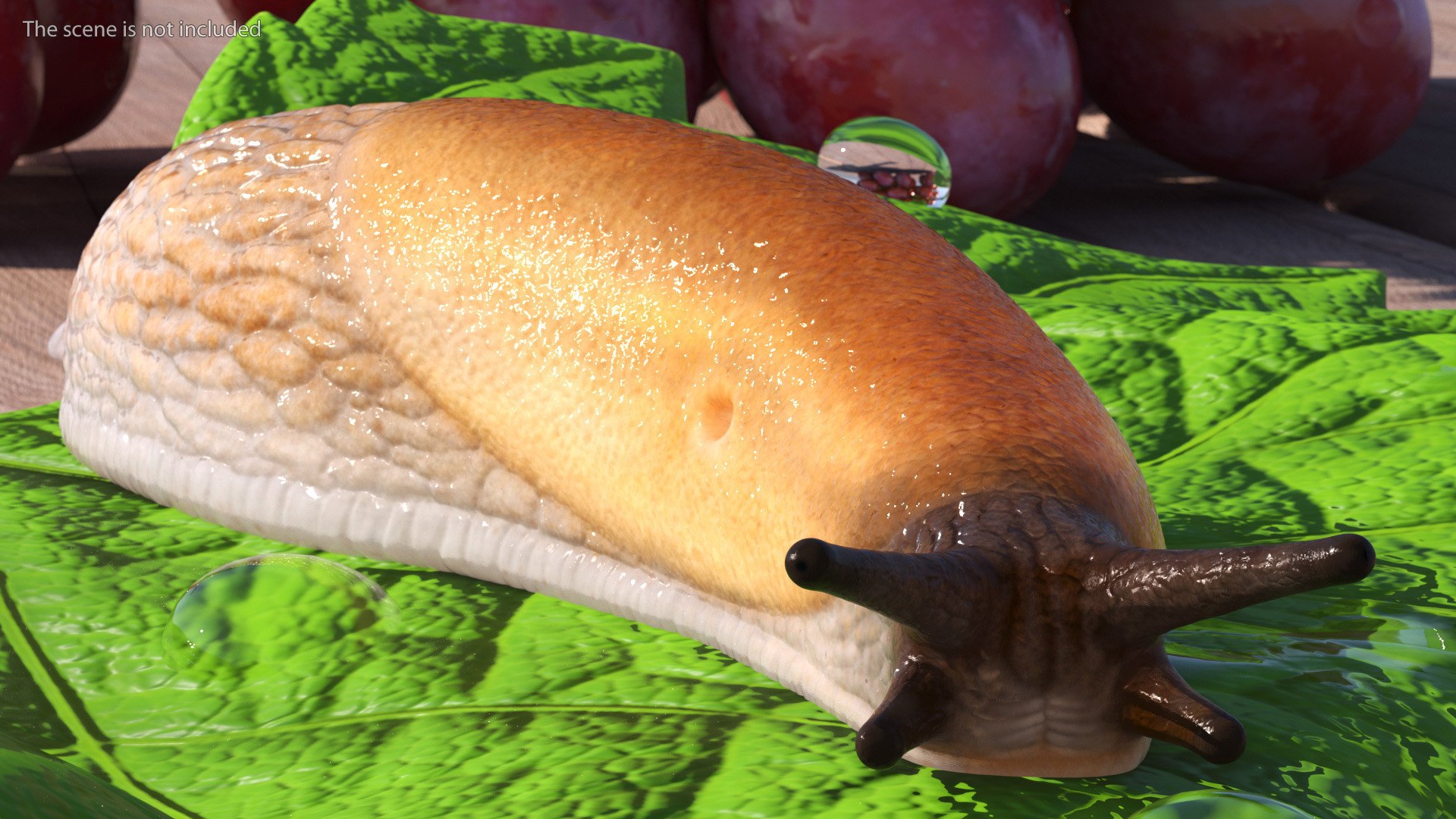 Iberian Slug Lying 3D model - TurboSquid 2015867