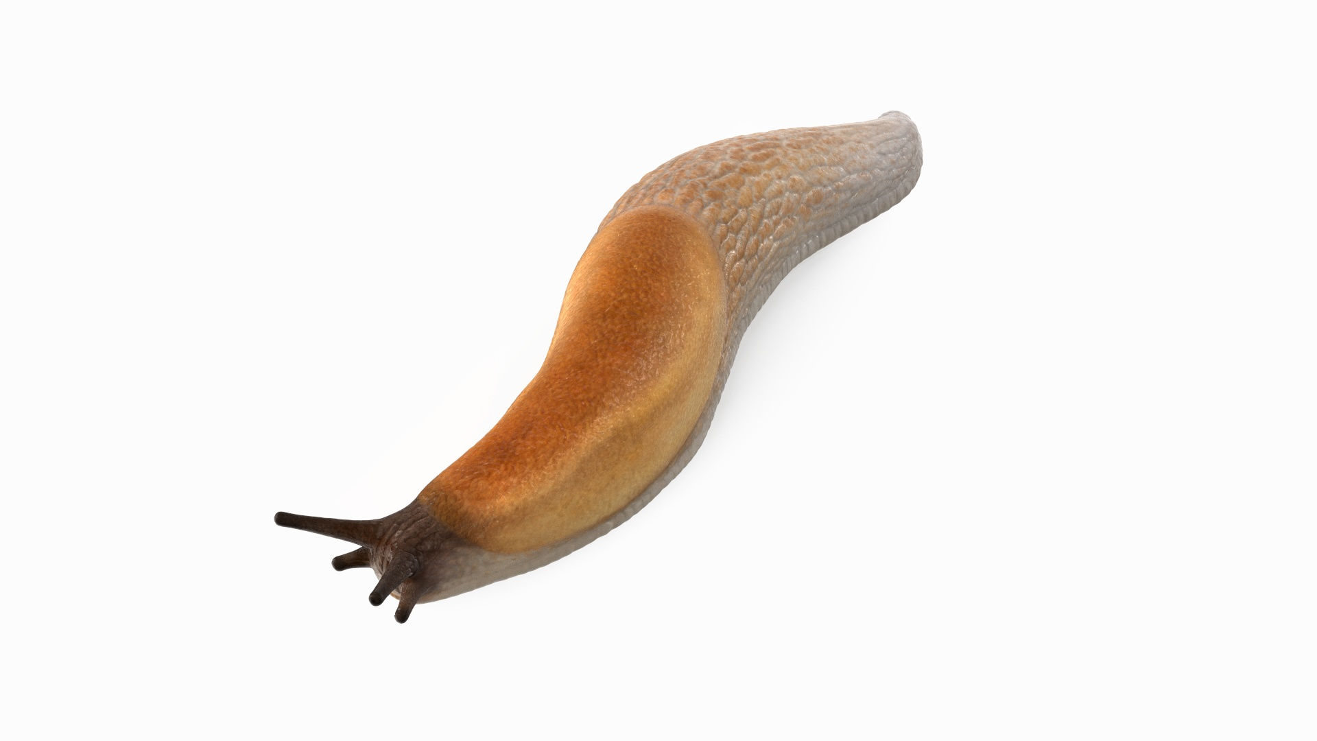 Iberian Slug Lying 3D Model - TurboSquid 2015867
