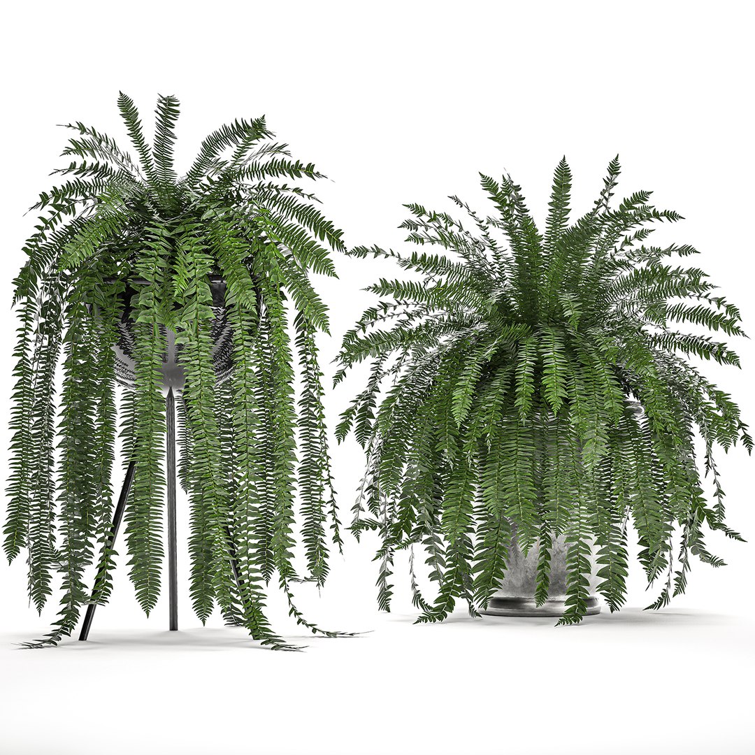 Decorative white pot fern 3D model - TurboSquid 1546313
