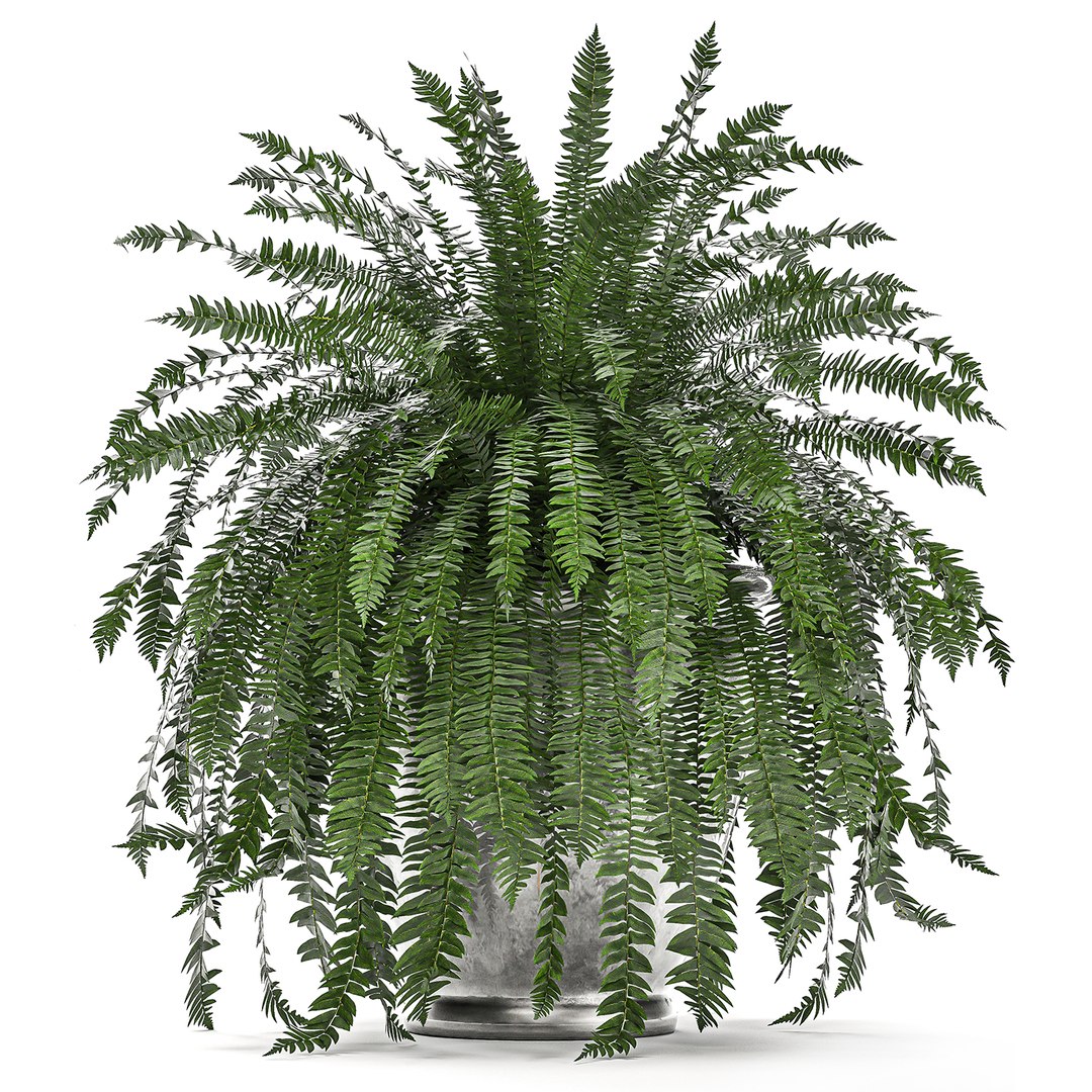 Decorative white pot fern 3D model - TurboSquid 1546313