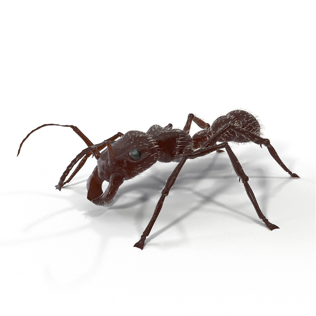 3d Bullet Ant Rigged Fur