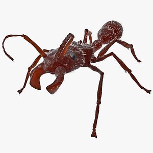 Bullet Ant 3D Models for Download | TurboSquid