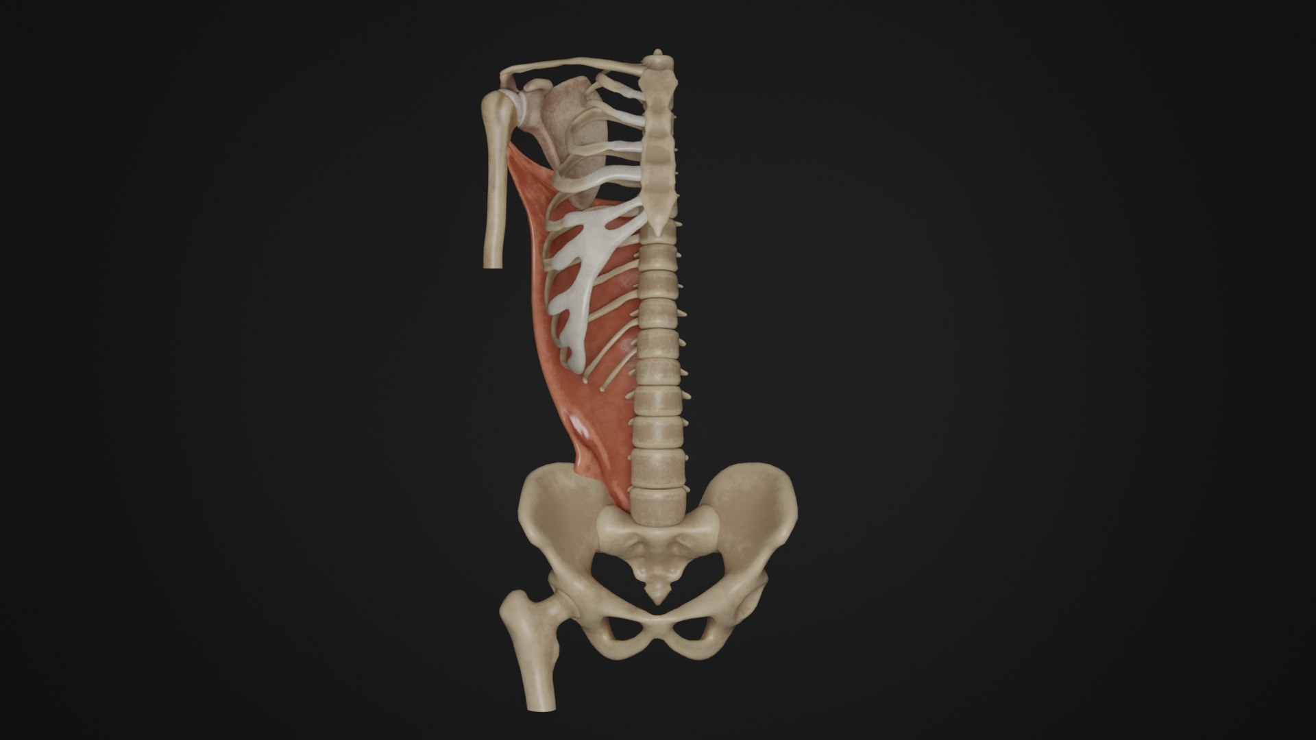 3D Human Anatomy-Right Upper Limb Posterior View Model - TurboSquid 2217058