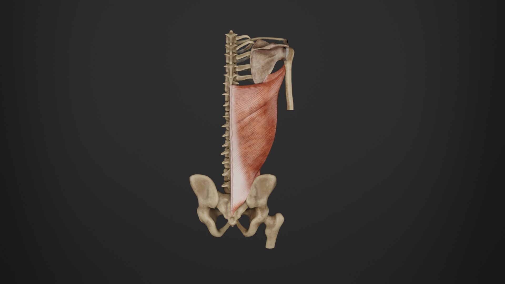 3D Human Anatomy-Right Upper Limb Posterior View Model - TurboSquid 2217058