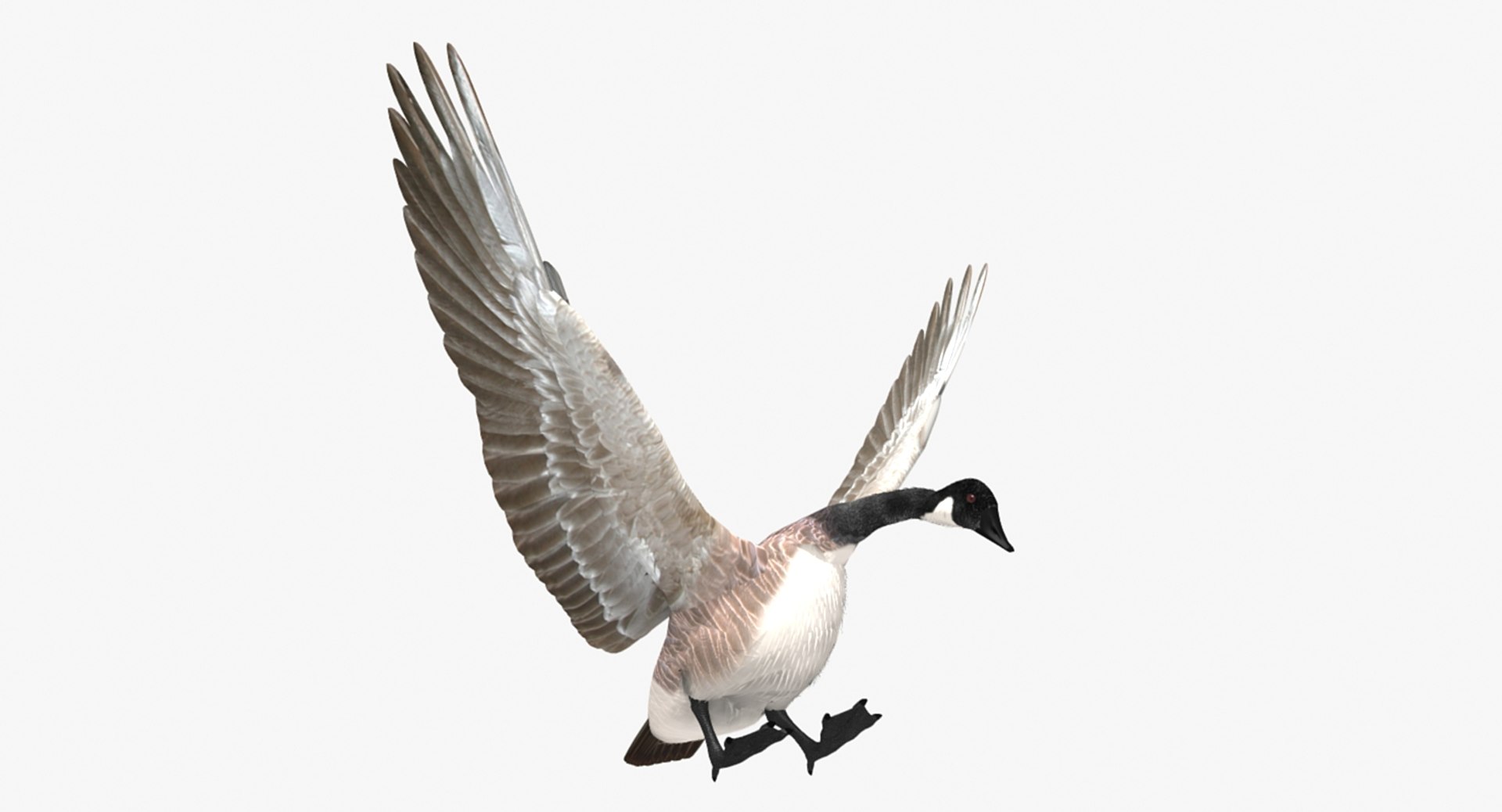 Max Canada Goose Rigged Lightwave