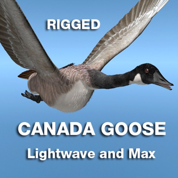 3D Goose Models | TurboSquid