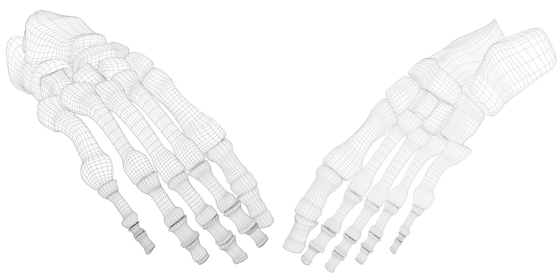 Human Foot Bones 3D Model - TurboSquid 1176036