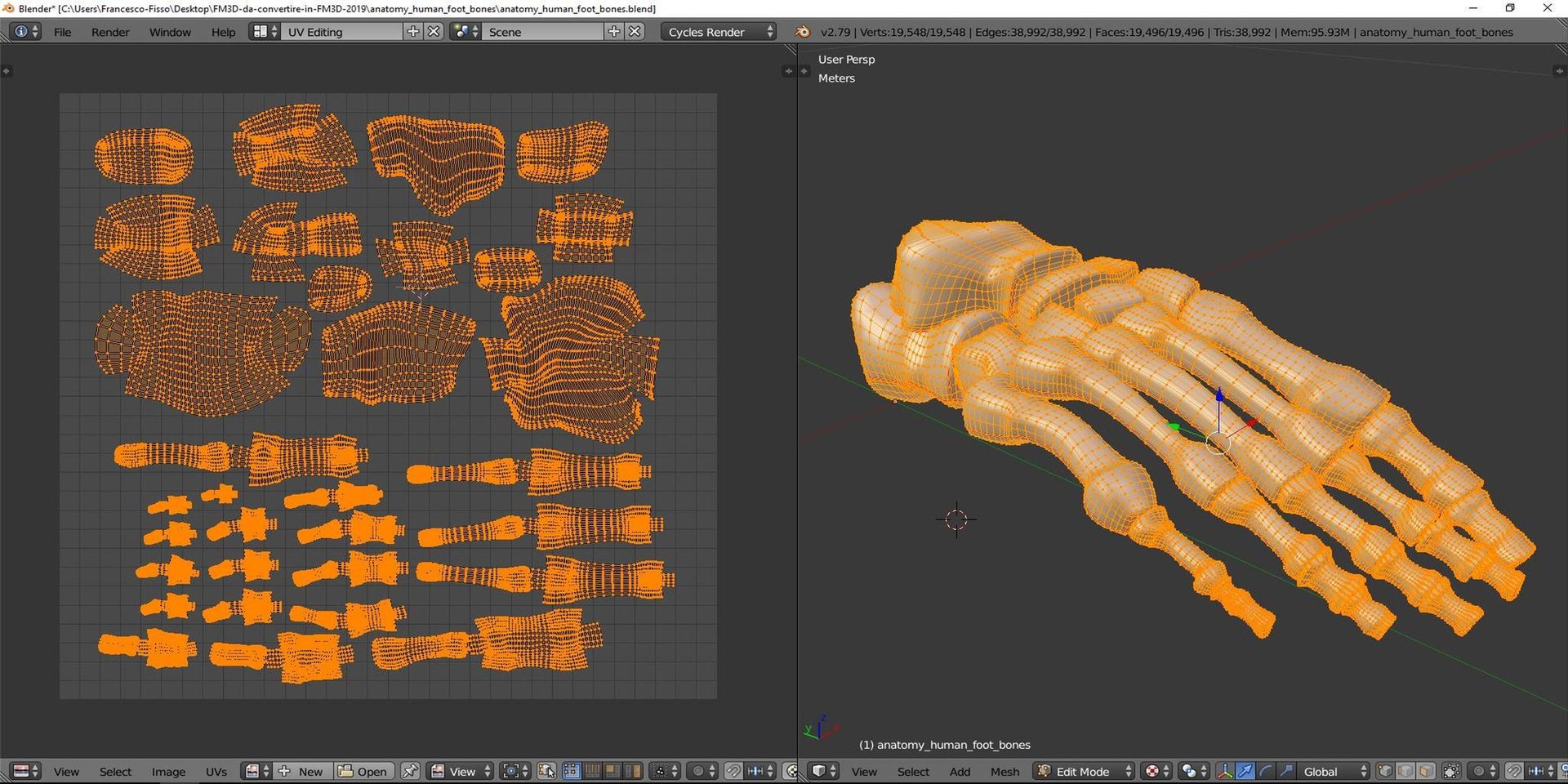 Human Foot Bones 3D Model - TurboSquid 1176036