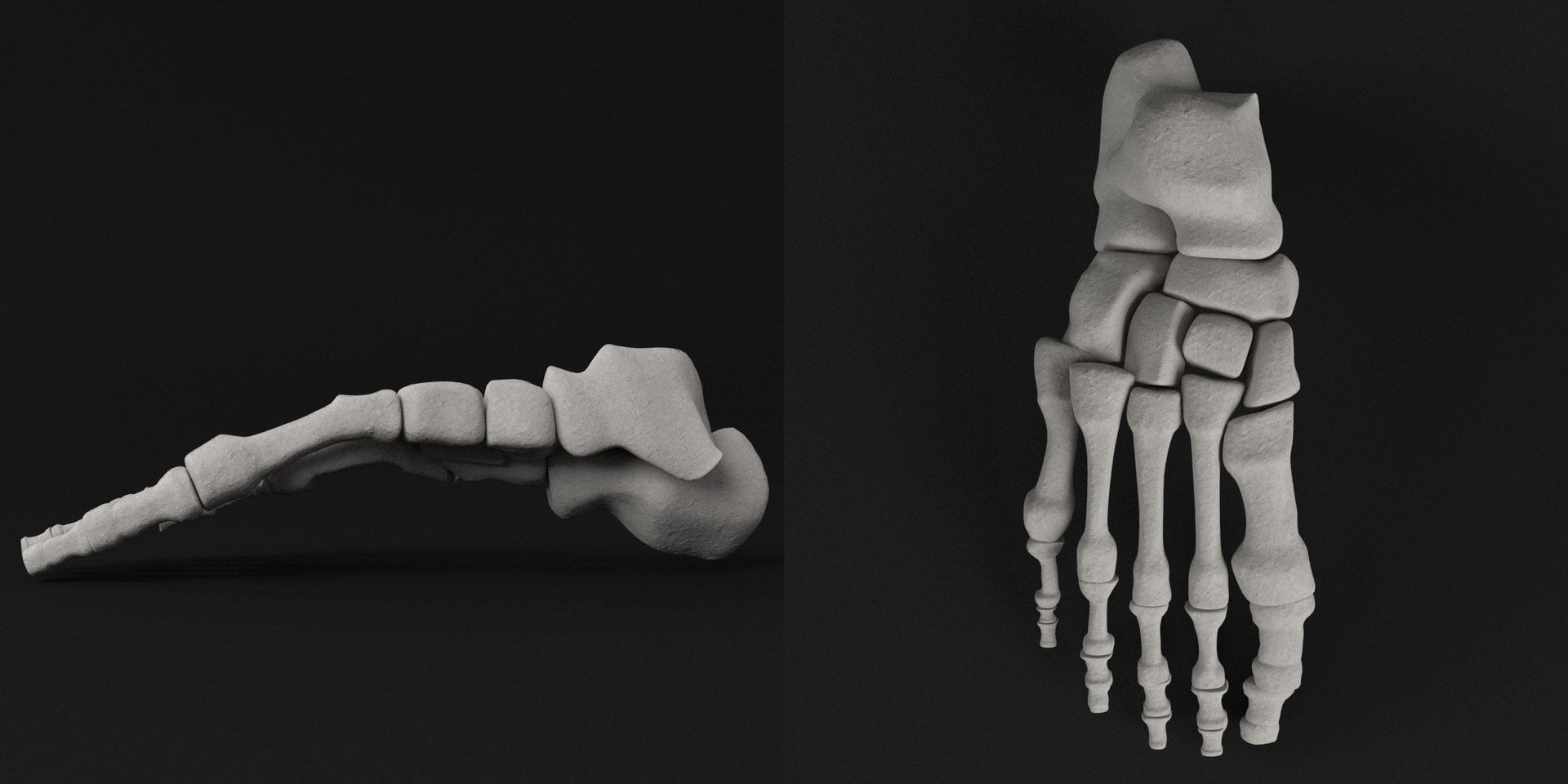 Human Foot Bones 3D Model - TurboSquid 1176036