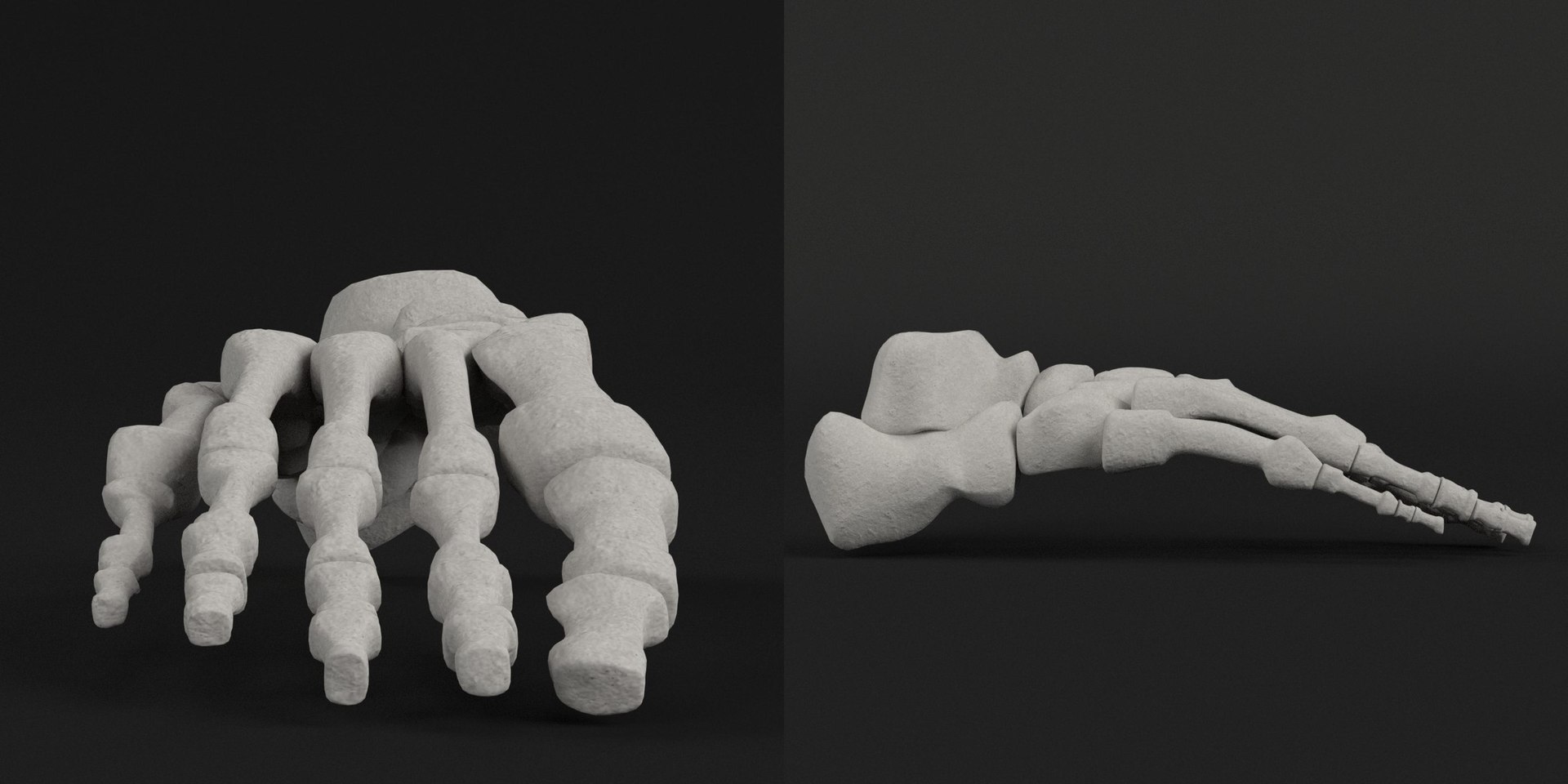 Human Foot Bones 3D Model - TurboSquid 1176036